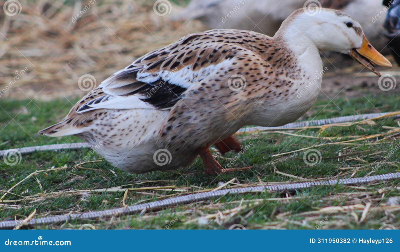 Backyard Ducks in Spring stock photo. Image of silver - 311950382
