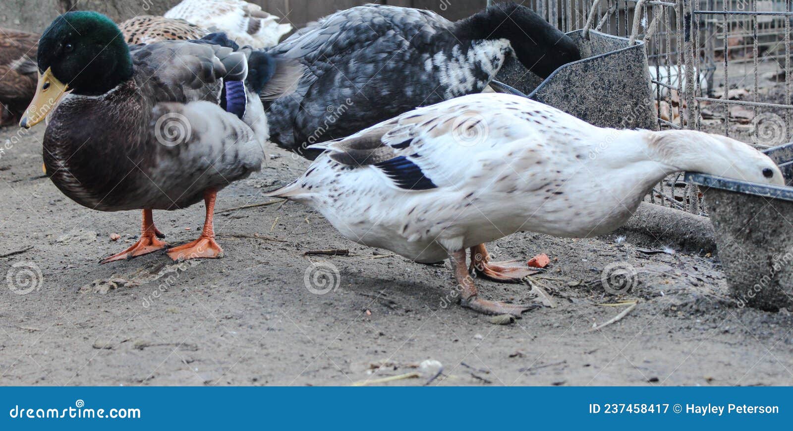 Backyard Ducks Variety Breeds Stock Image - Image of appleyard, duck ...