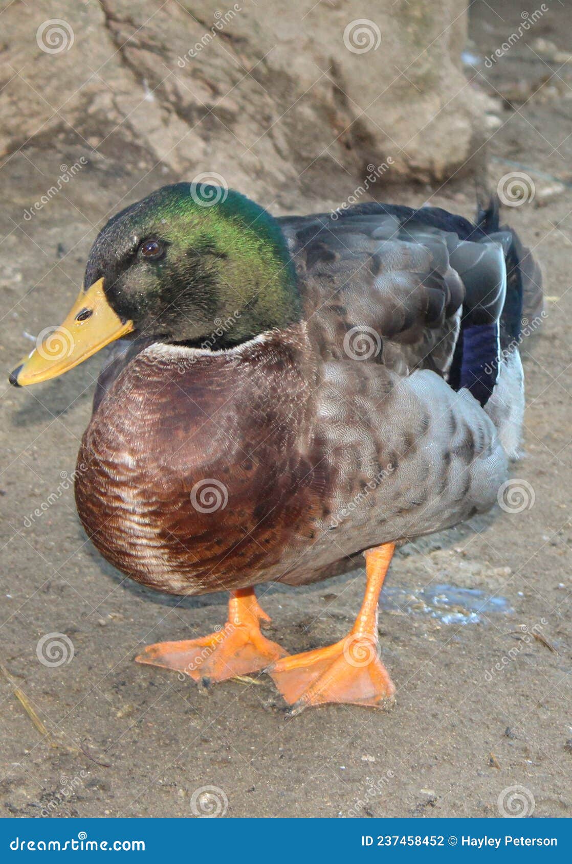 Backyard Ducks Variety Breeds Stock Photo - Image of campbell, rouen ...
