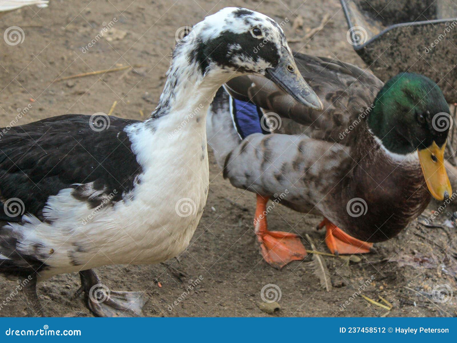 Backyard Ducks Variety Breeds Stock Photo - Image of khaki, farm: 237458512