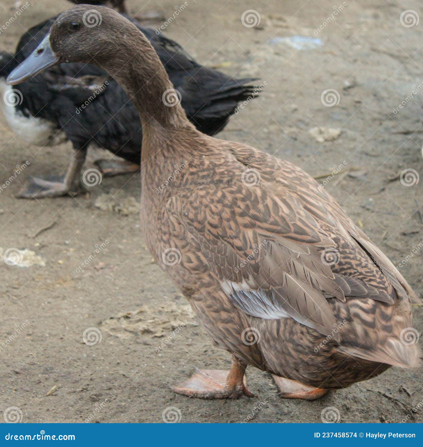 Backyard Ducks Variety Breeds Stock Photo - Image of duck, campbell ...