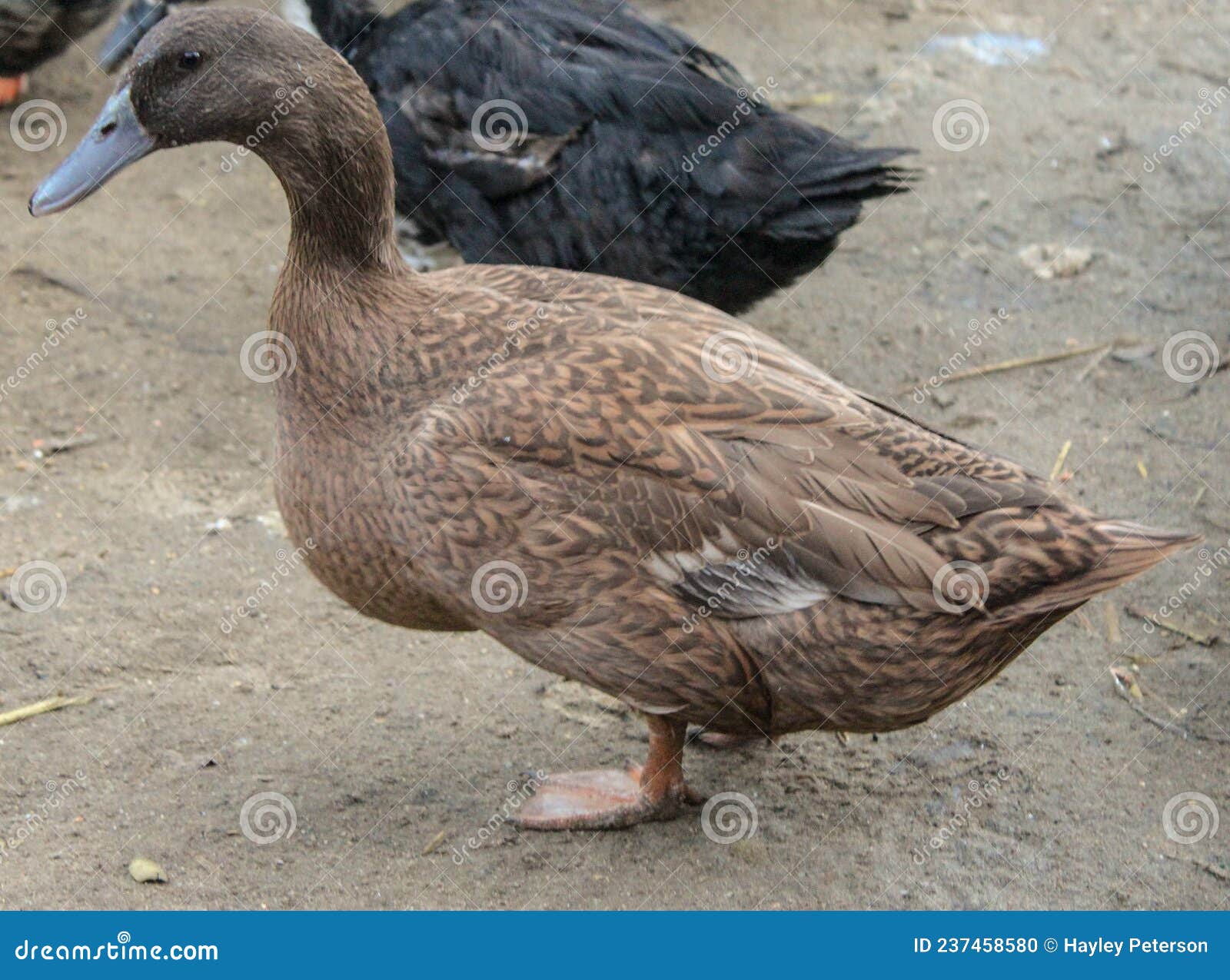 Backyard Ducks Variety Breeds Stock Photo - Image of ducks, appleyard ...
