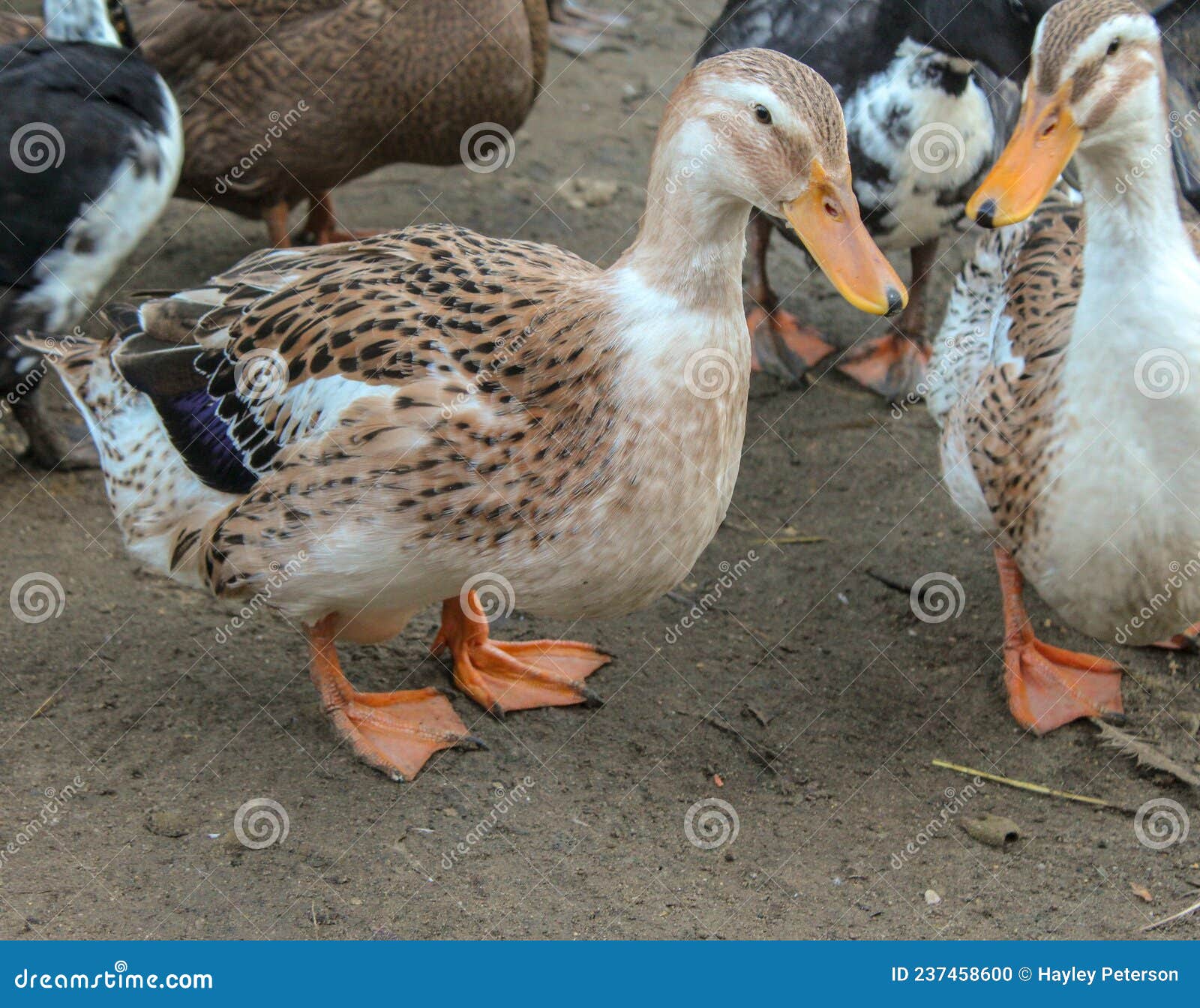 Backyard Ducks Variety Breeds Stock Photo - Image of pekin, backyard ...