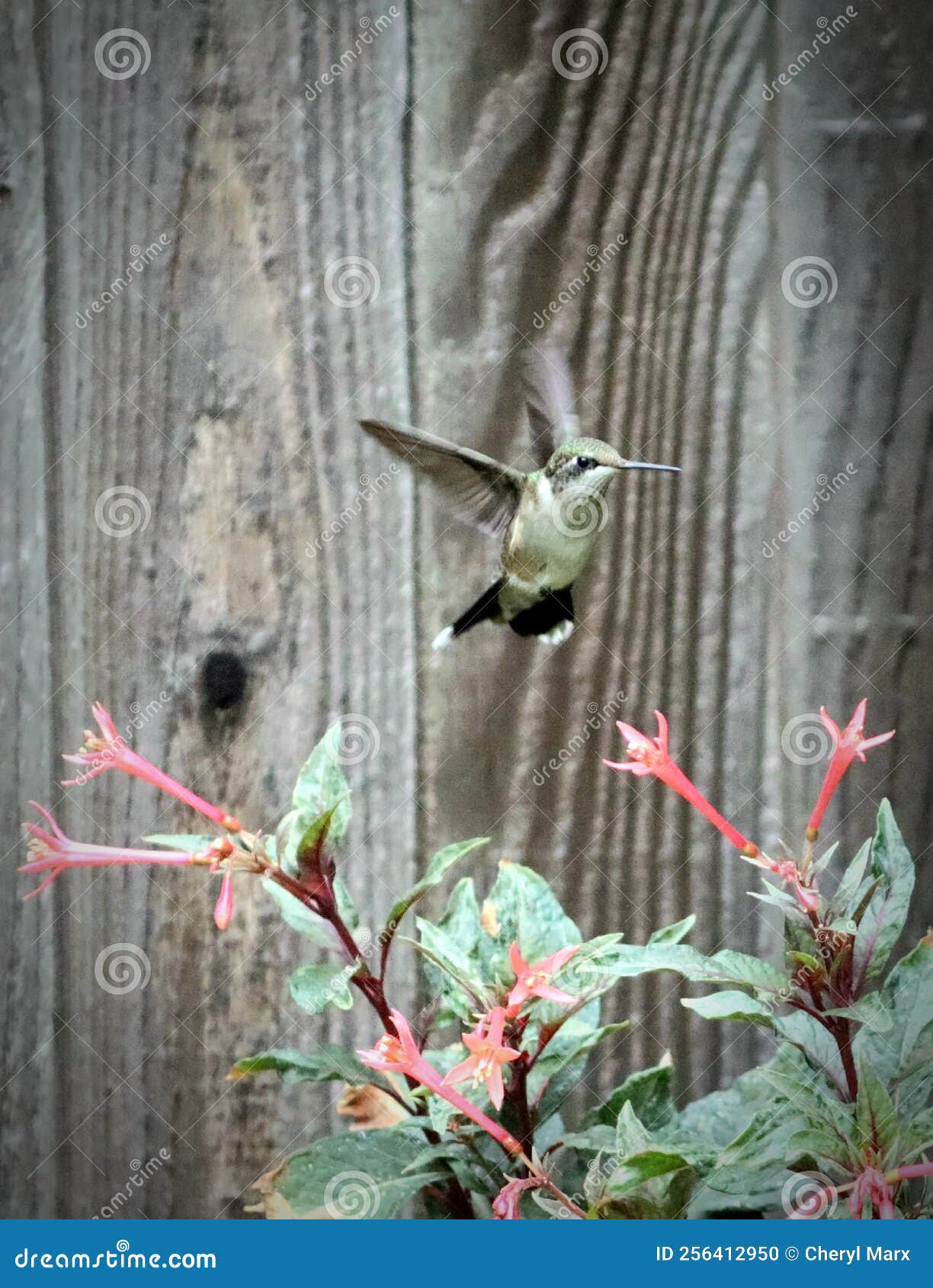 Backyard Female Hummingbird Stock Photo - Image of female, blackchinned ...