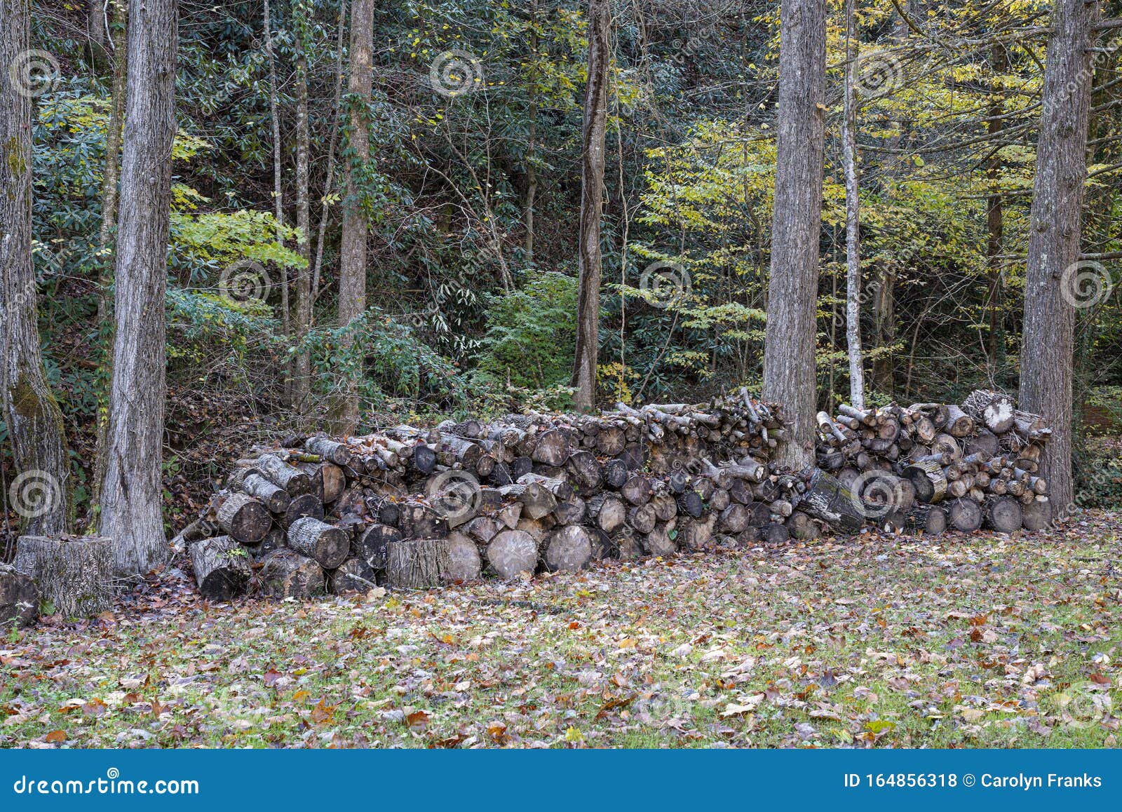 Wood Stack Stacked Together Nature Cut Into Pieces For Decorating Work ...