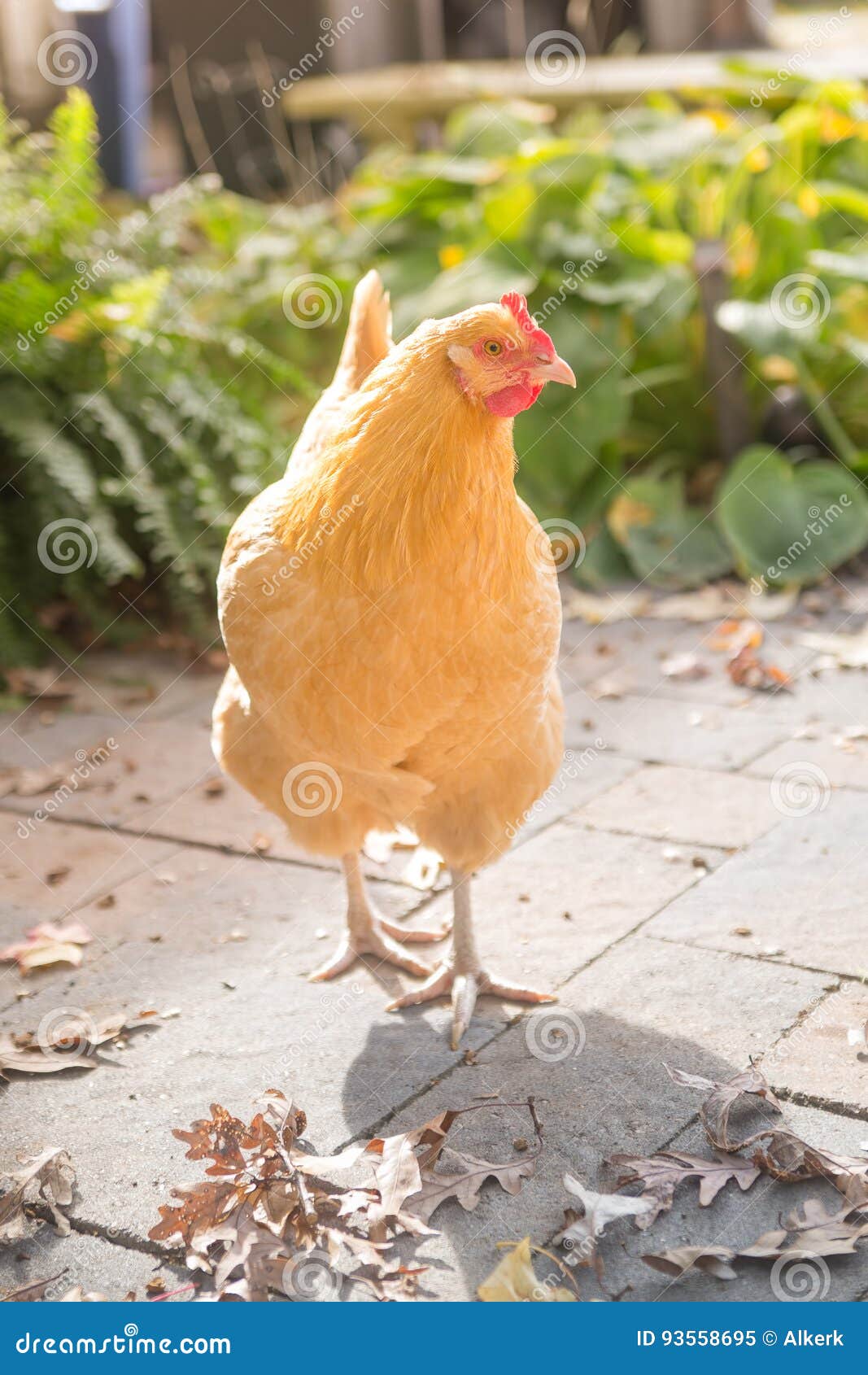 A Backyard Free Range Chicken Foraging in the Afternoon Sun Stock Image ...