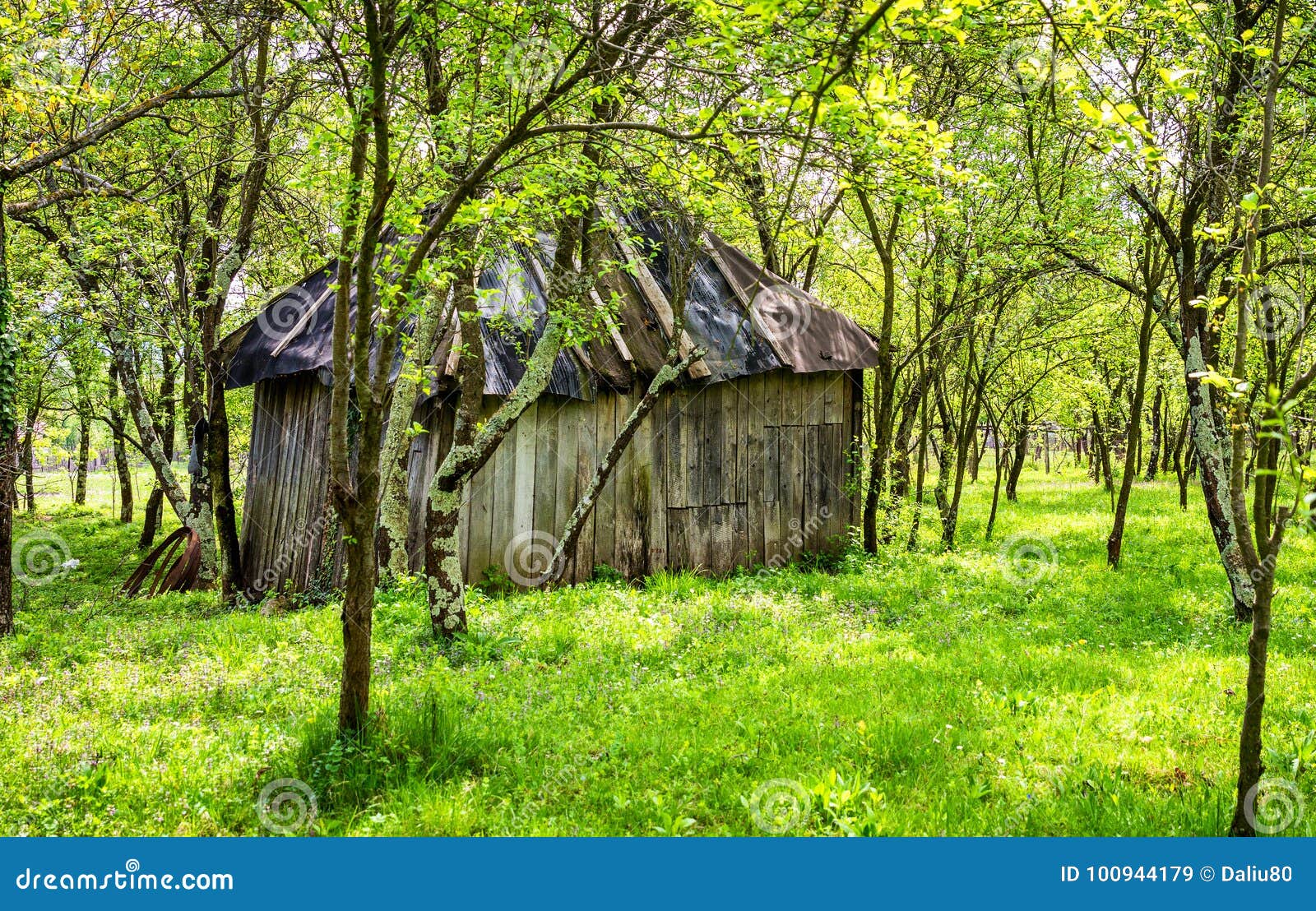 Backyard Garden with Small Shed and Trees Stock Image - Image of nature ...