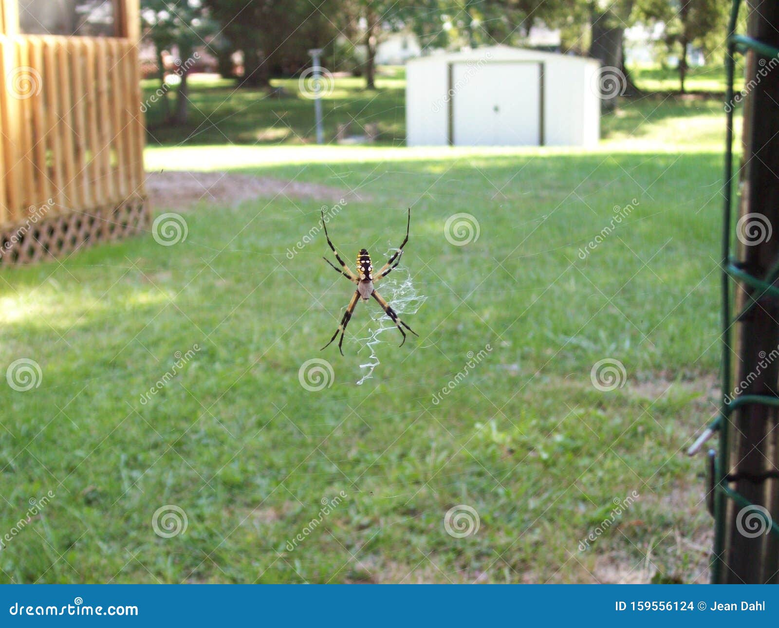 Backyard Garden Spider stock photo. Image of yellow - 159556124
