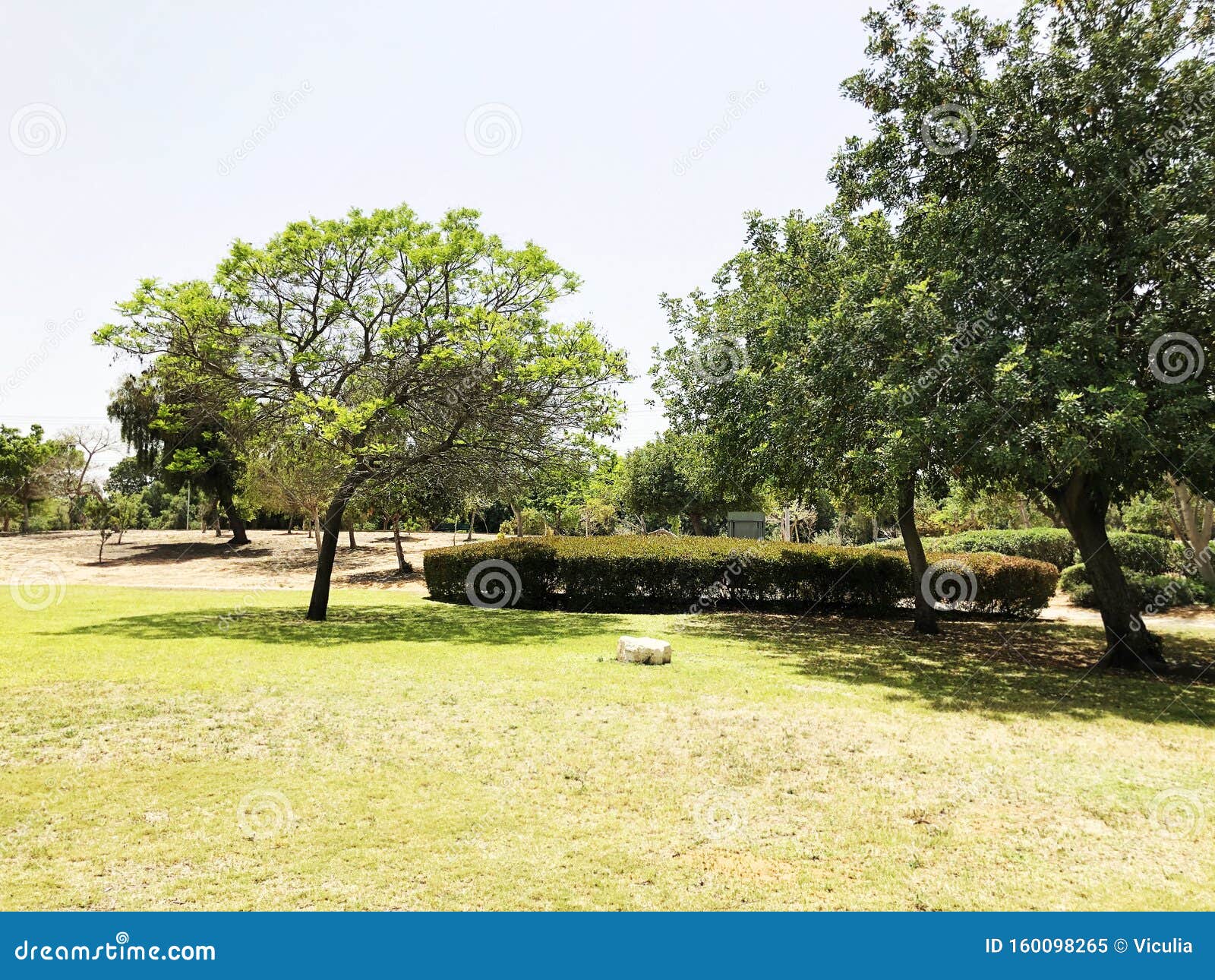 Backyard and Garden with Trees and Grass on Lawn Stock Image - Image of ...