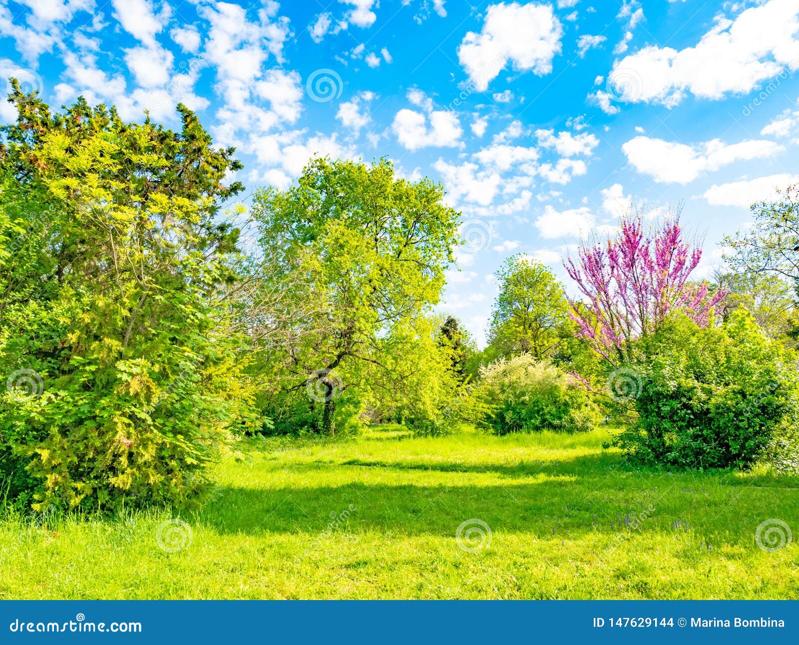 Backyard and Garden with Trees, Green Grass on Lawn and Blue Sky with ...