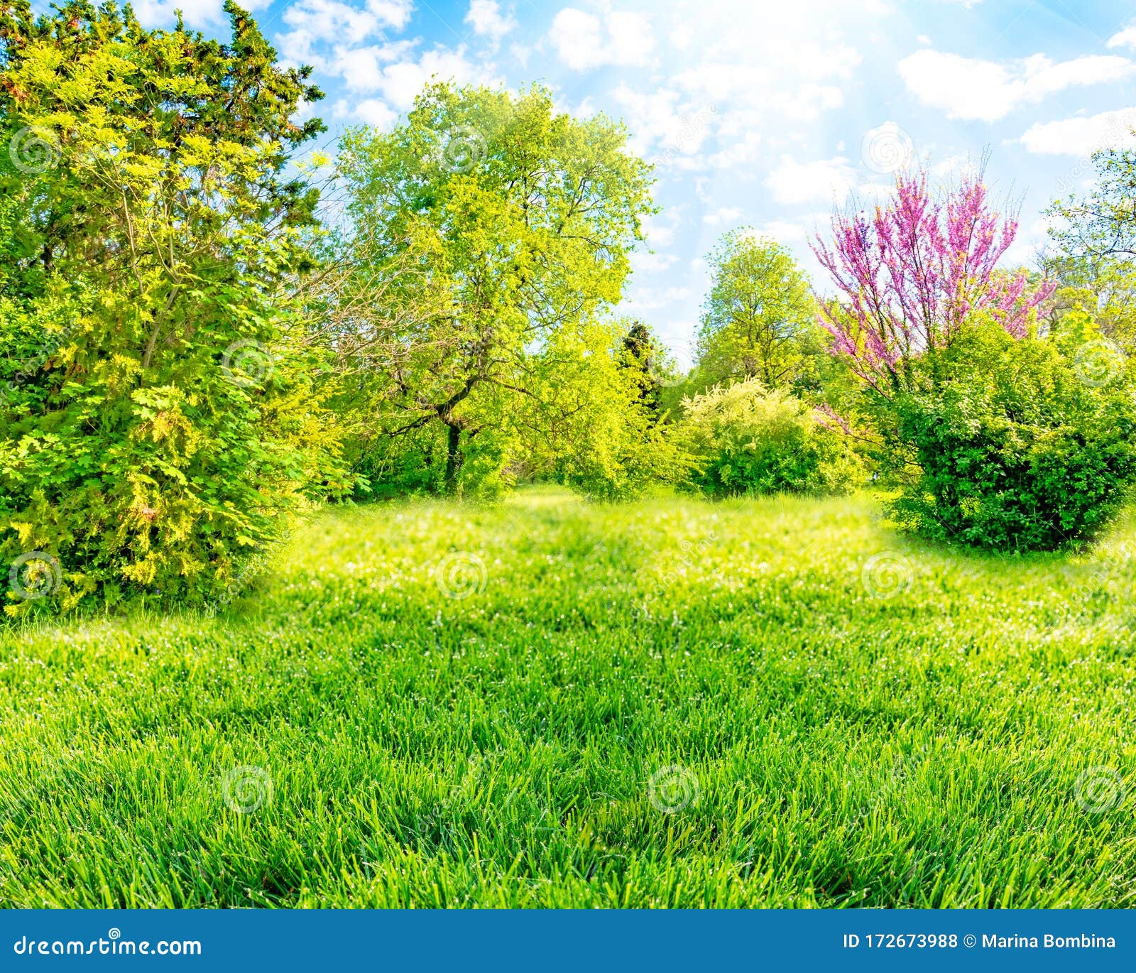 Backyard and Garden with Trees, Green Grass on Lawn and Blue Sky with ...