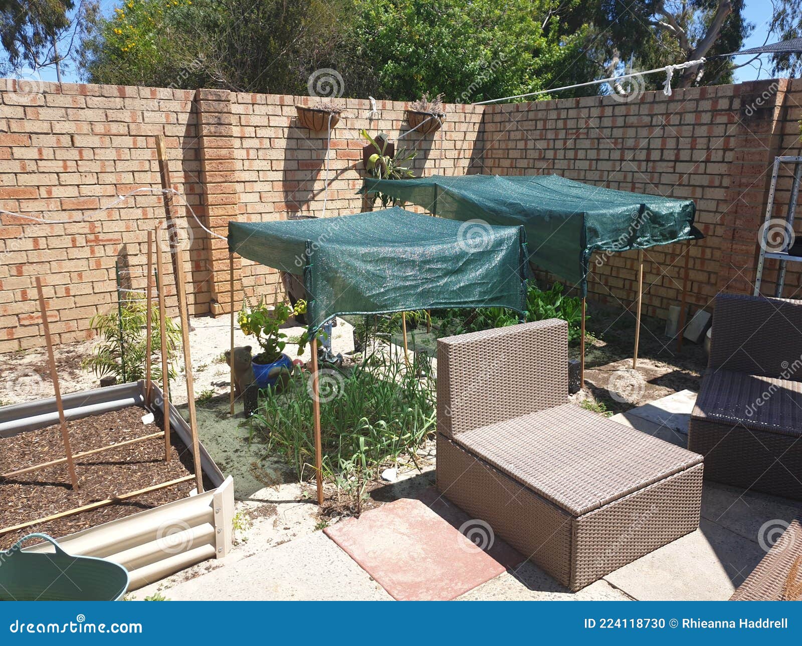 Backyard Gardening in Perth Suburb Stock Photo - Image of suburb ...