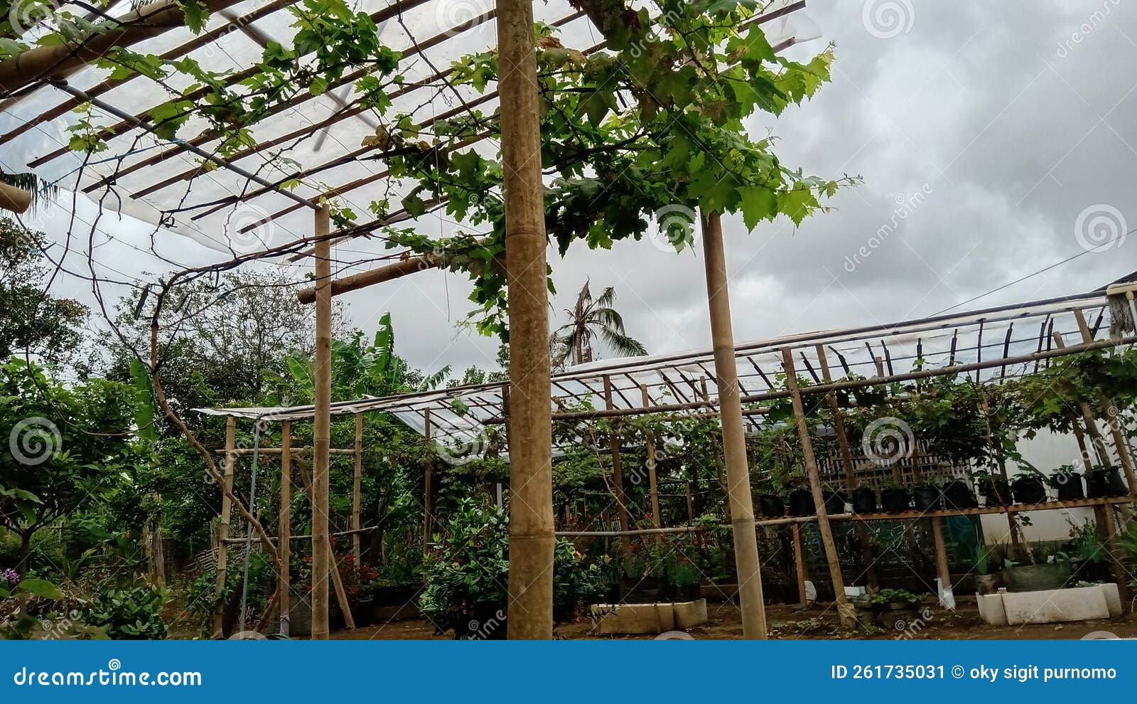 Backyard grape tree grow stock image. Image of plant - 261735031