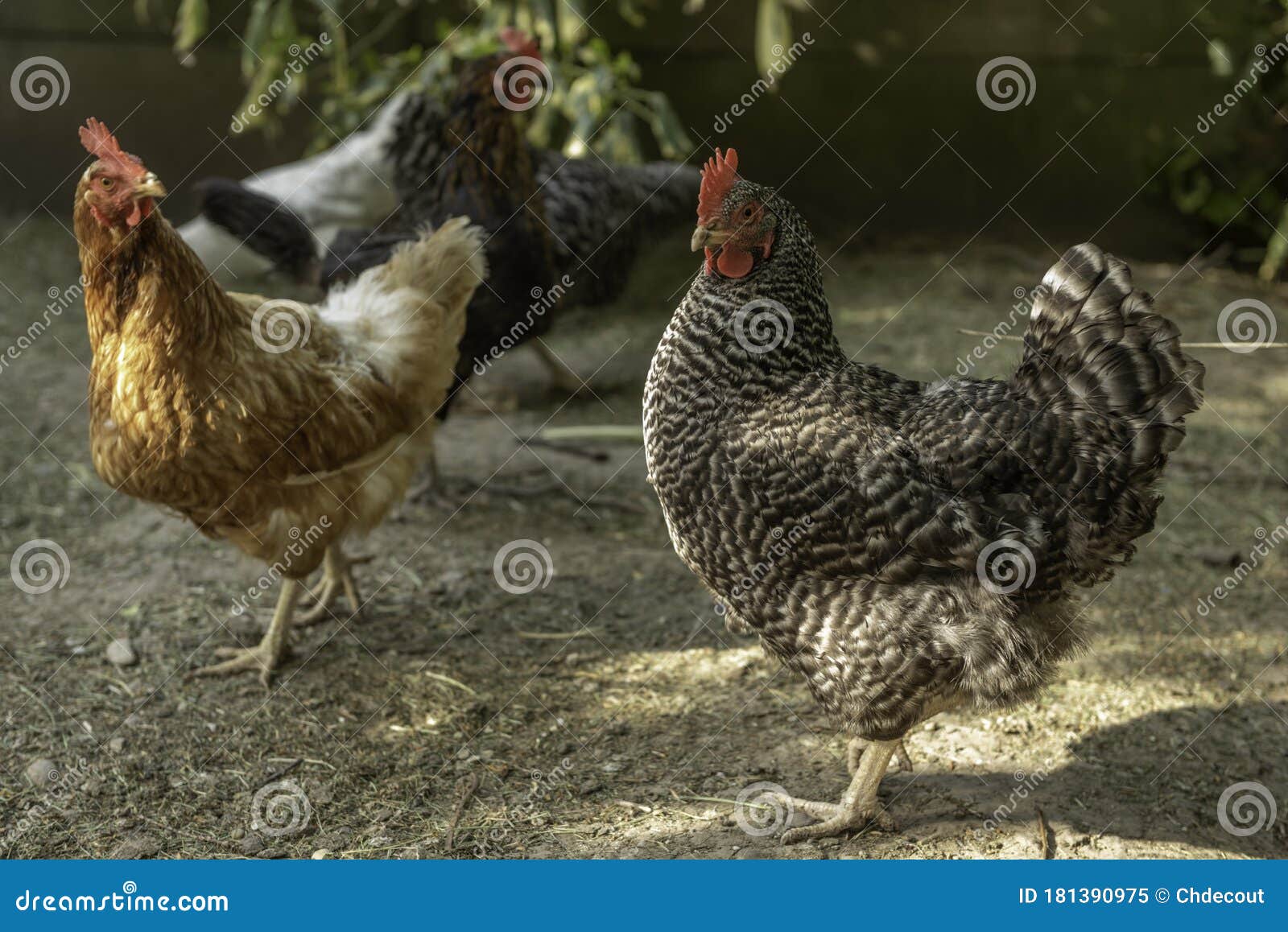 Backyard Hens in an Enclosure Stock Image - Image of springtime ...