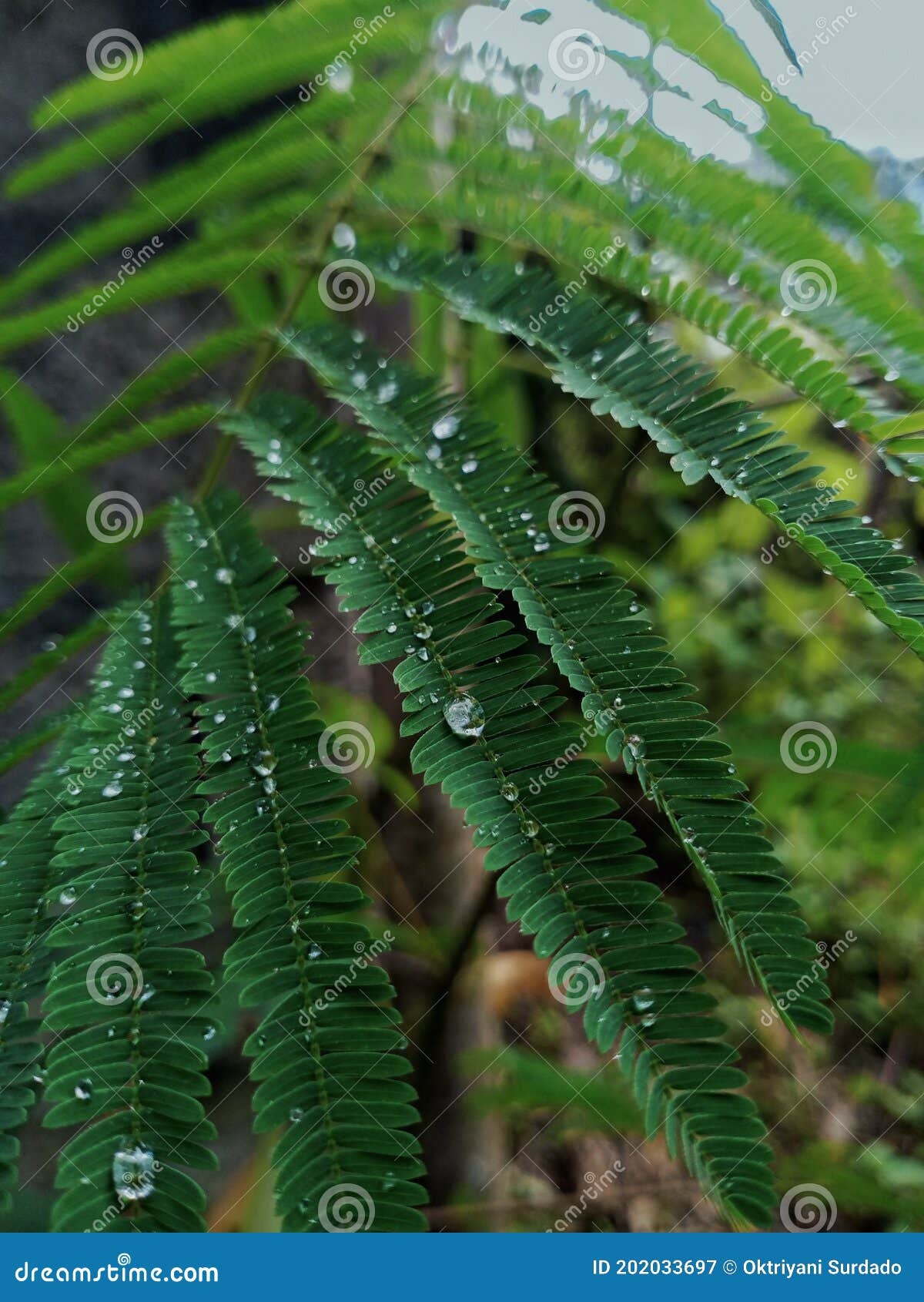 In the Backyard of the House There are Plants that are Dewy and ...