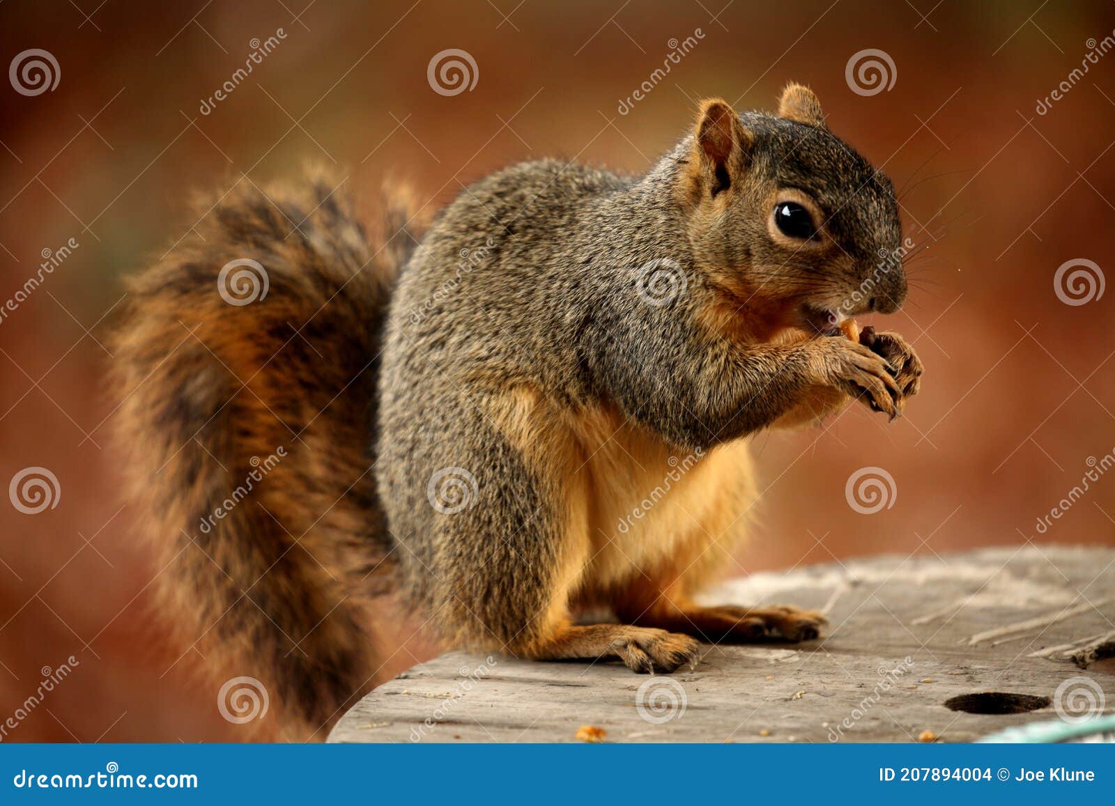 Backyard Image of a Brown Squirrel Feeding Stock Photo - Image of ...