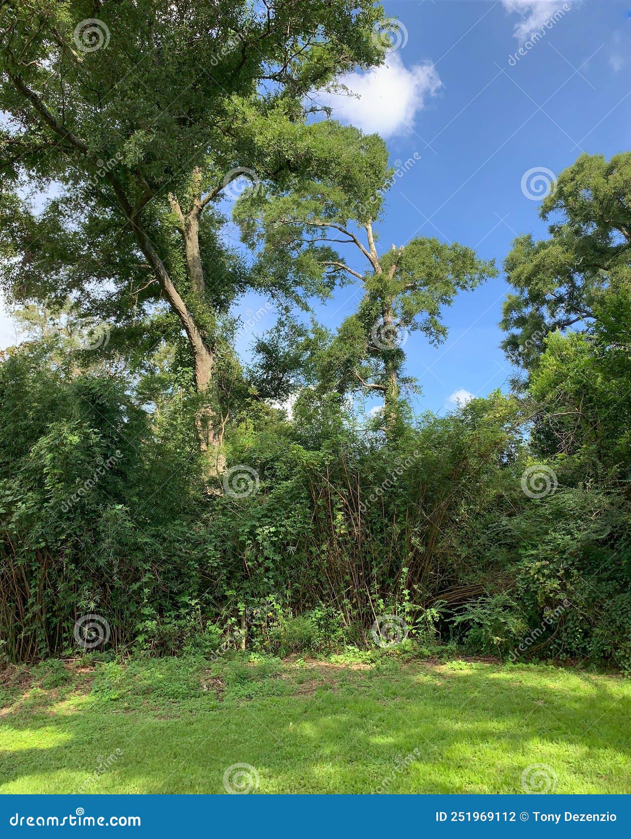 Backyard Nature Scene stock photo. Image of scene, rural - 251969112