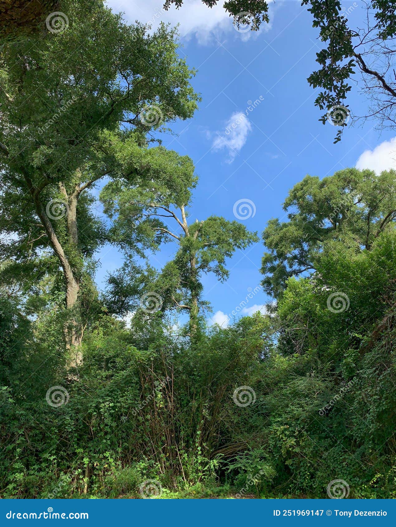 Backyard Nature Scene stock image. Image of environment - 251969147