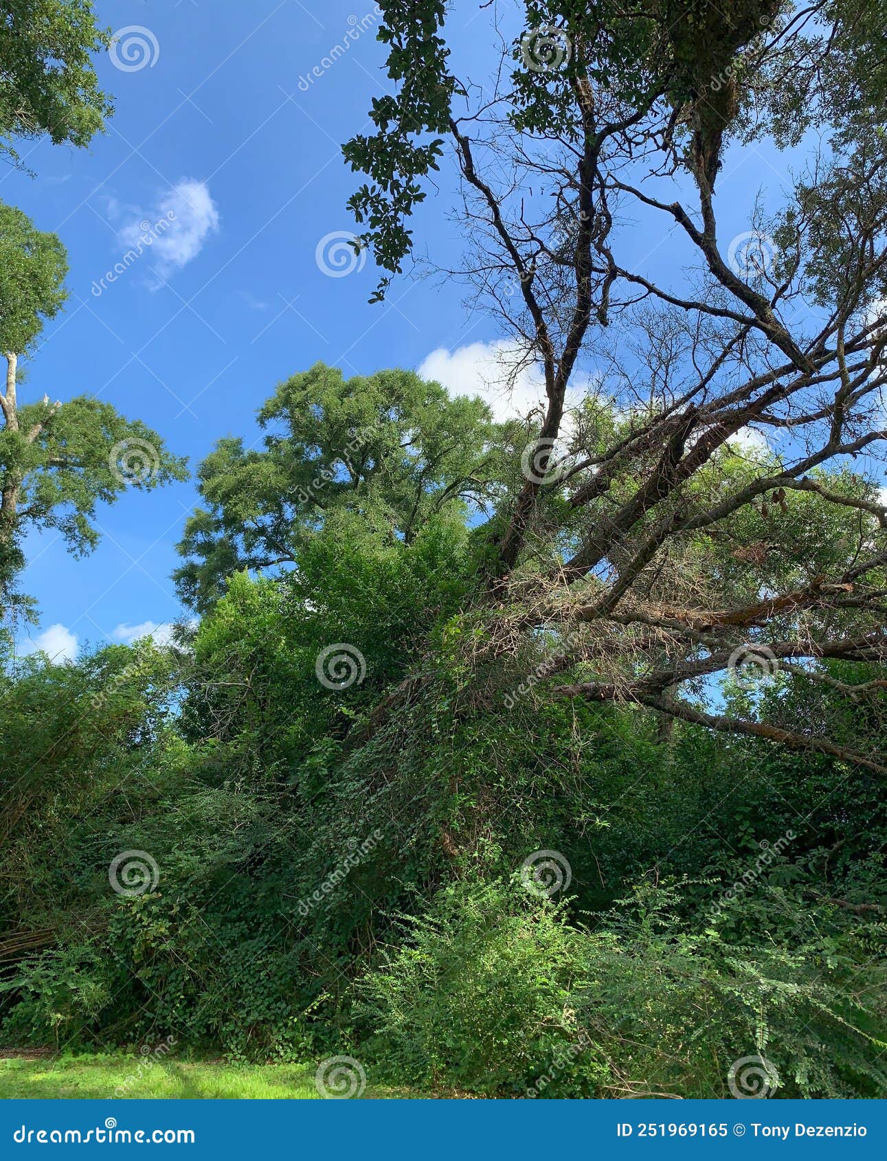 Backyard Nature Scene stock image. Image of leaf, guidance - 251969165