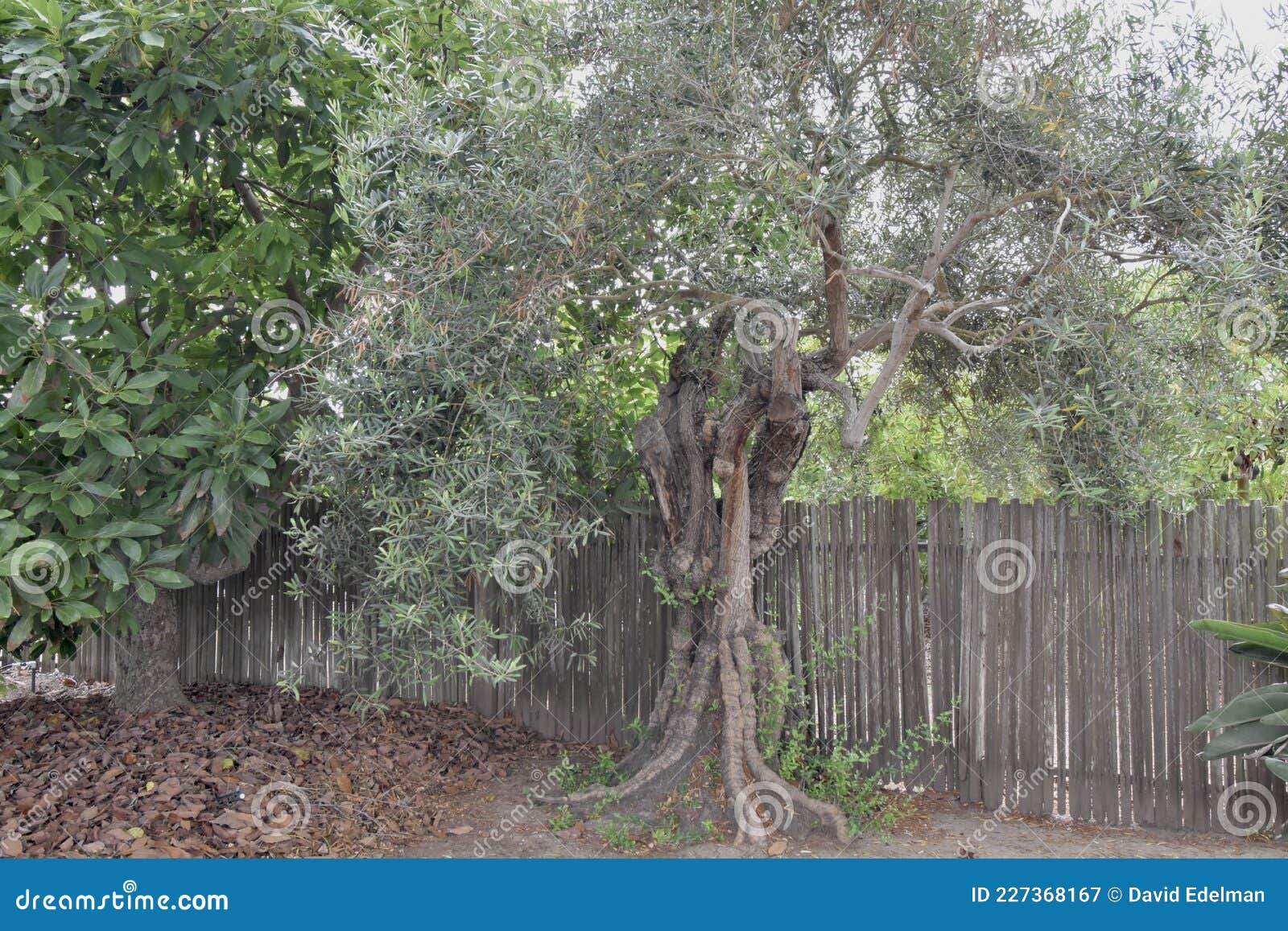 Backyard olive tree, 1. stock image. Image of spread - 227368167