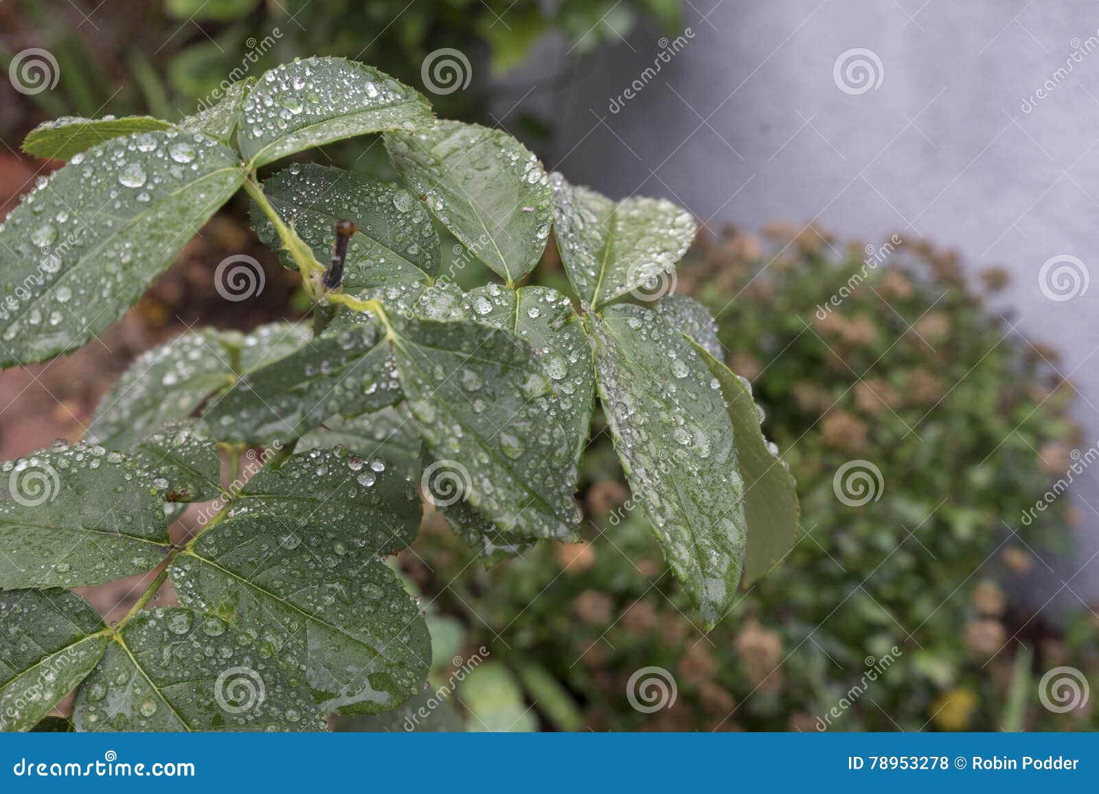 Backyard Plants after All Night Drizzle. Stock Photo - Image of serene ...
