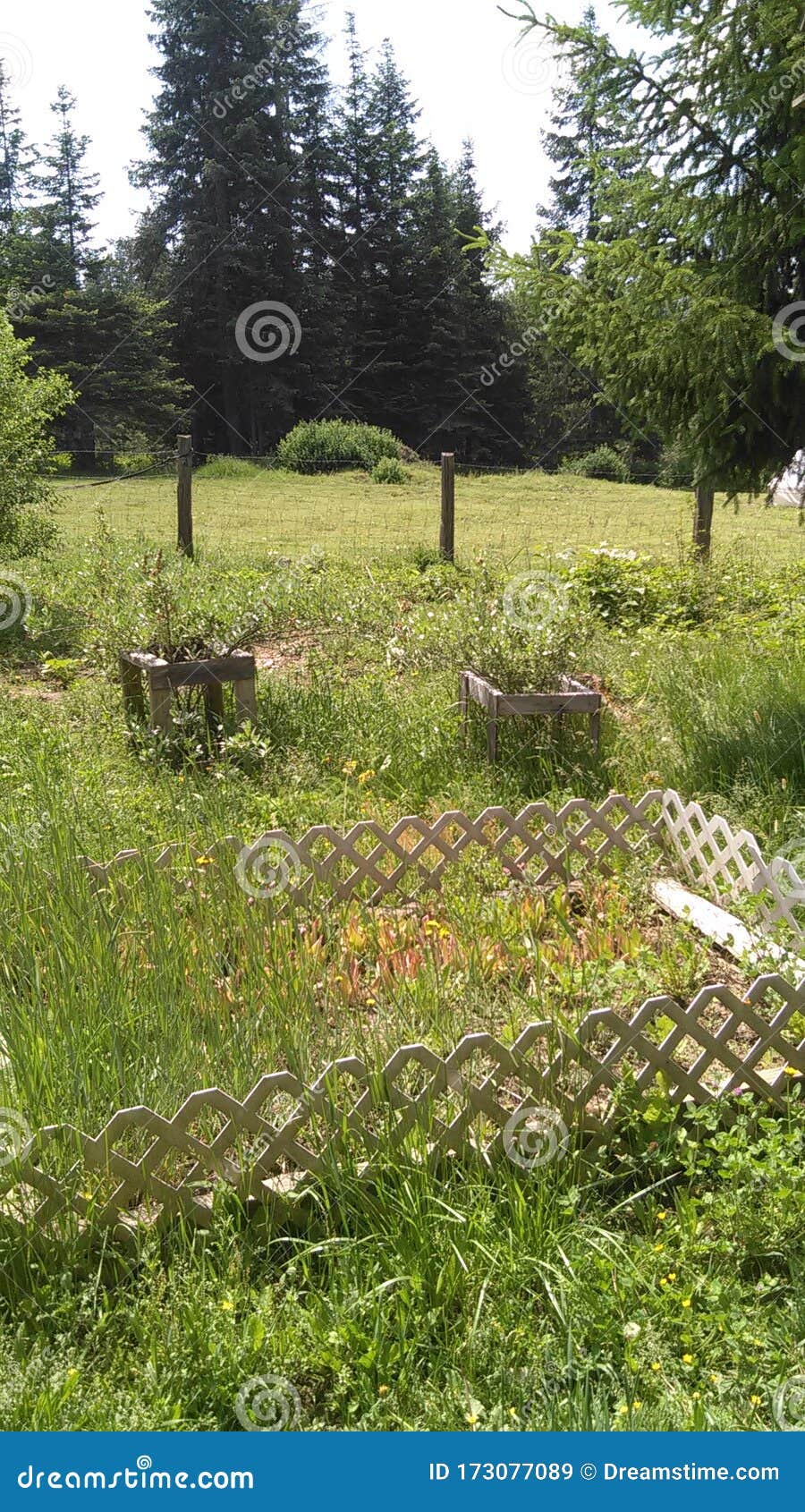 Backyard stock image. Image of trees, backyard, overgrown - 173077089