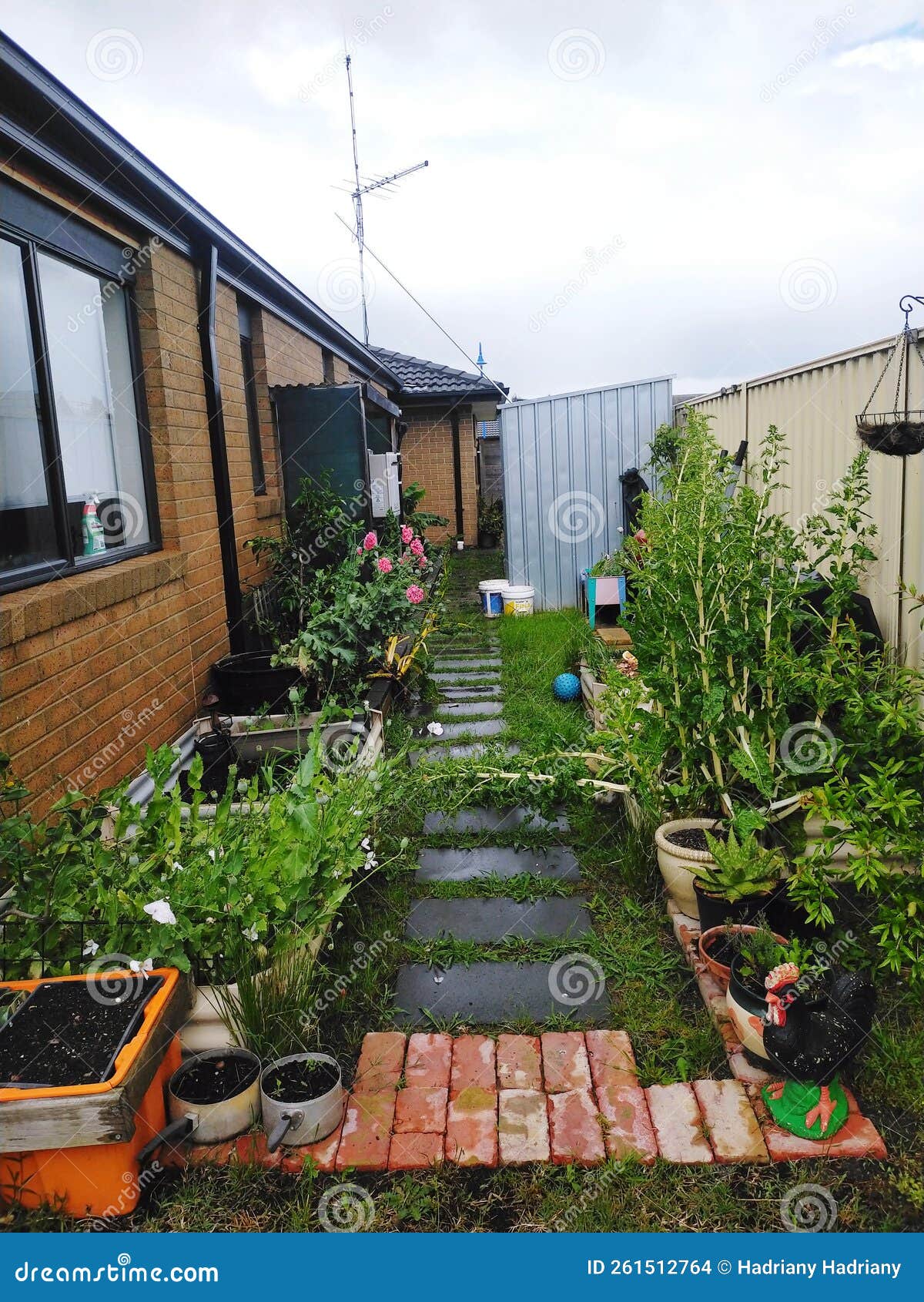 Backyard after Rain with Vegetable Plants Gardening Stock Photo - Image ...