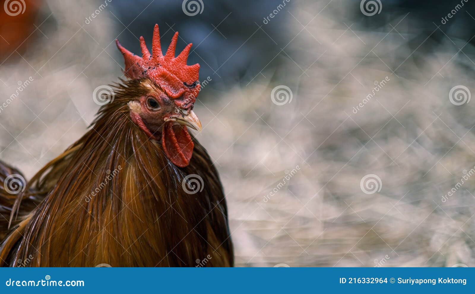 Backyard Red Ranger Chickens Close Up, Close Up of Rhode Island Red ...