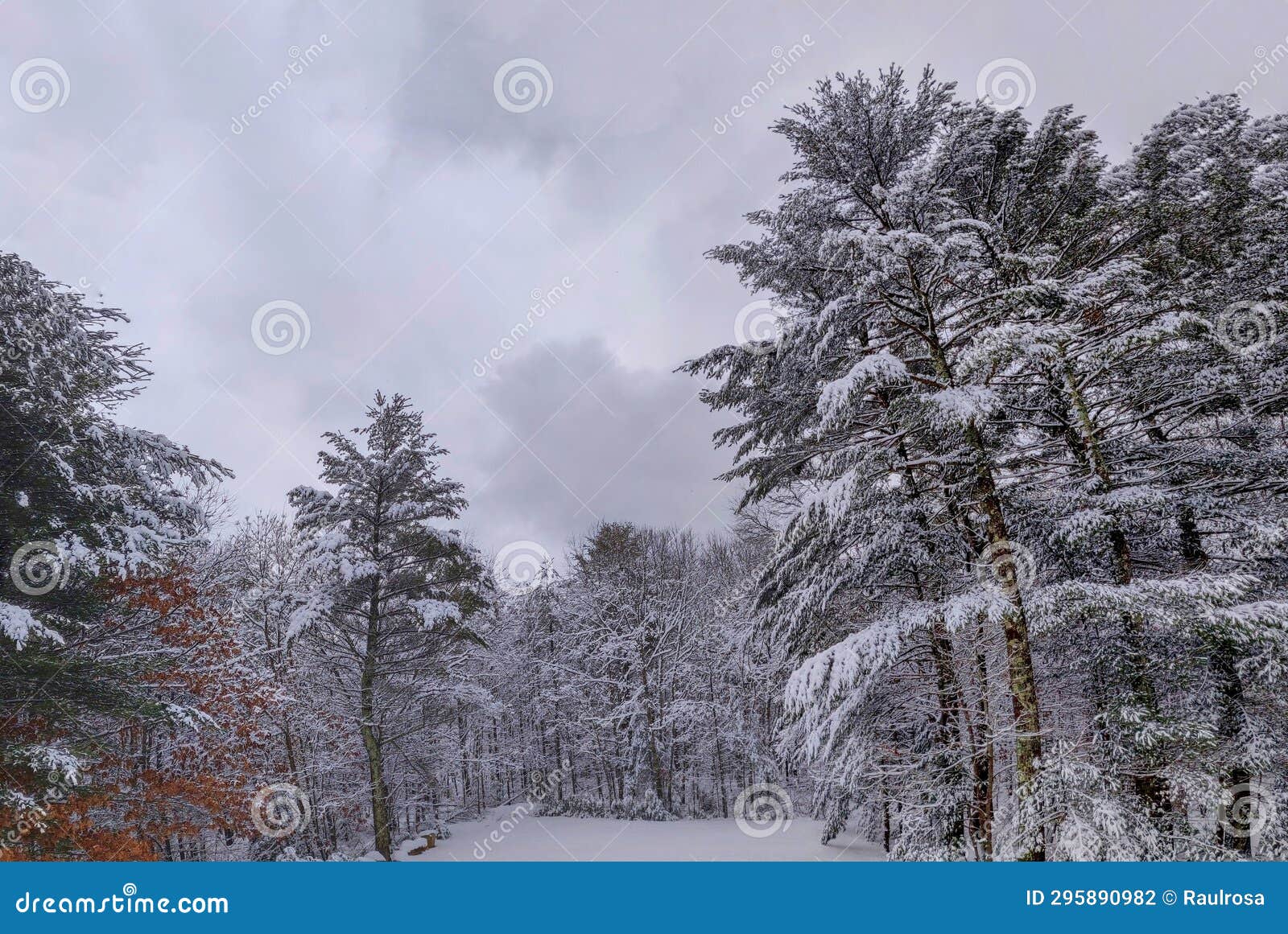 Backyard during snow storm stock photo. Image of nature - 295890982