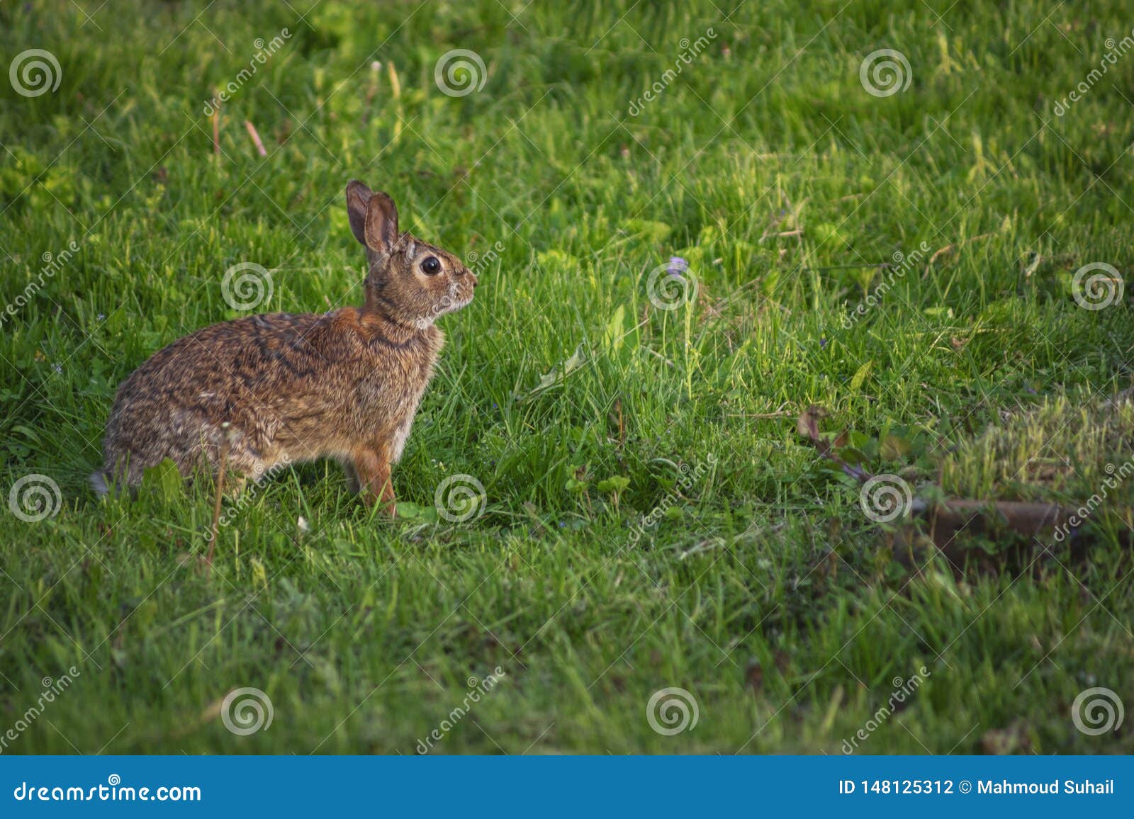 Backyard Spring Bunny in Grass Stock Photo - Image of landscape ...