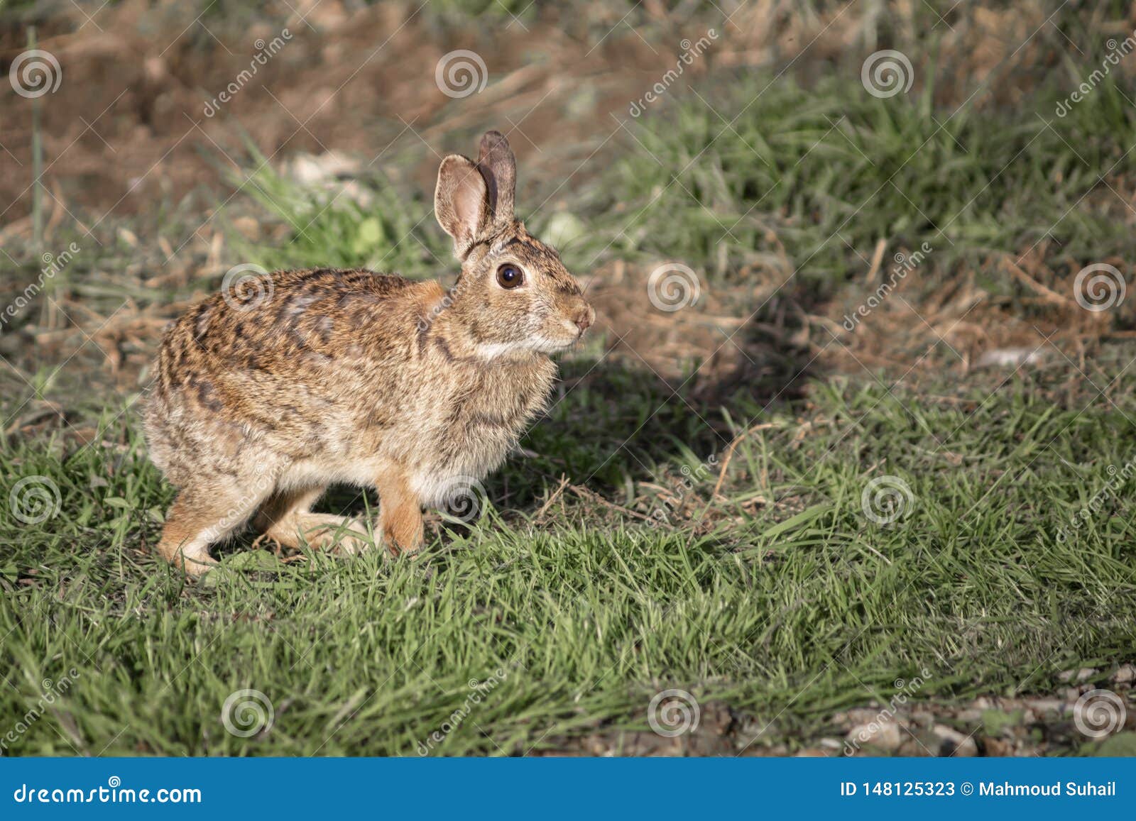 Backyard Spring Bunny in Grass Stock Image - Image of animal, beautiful ...