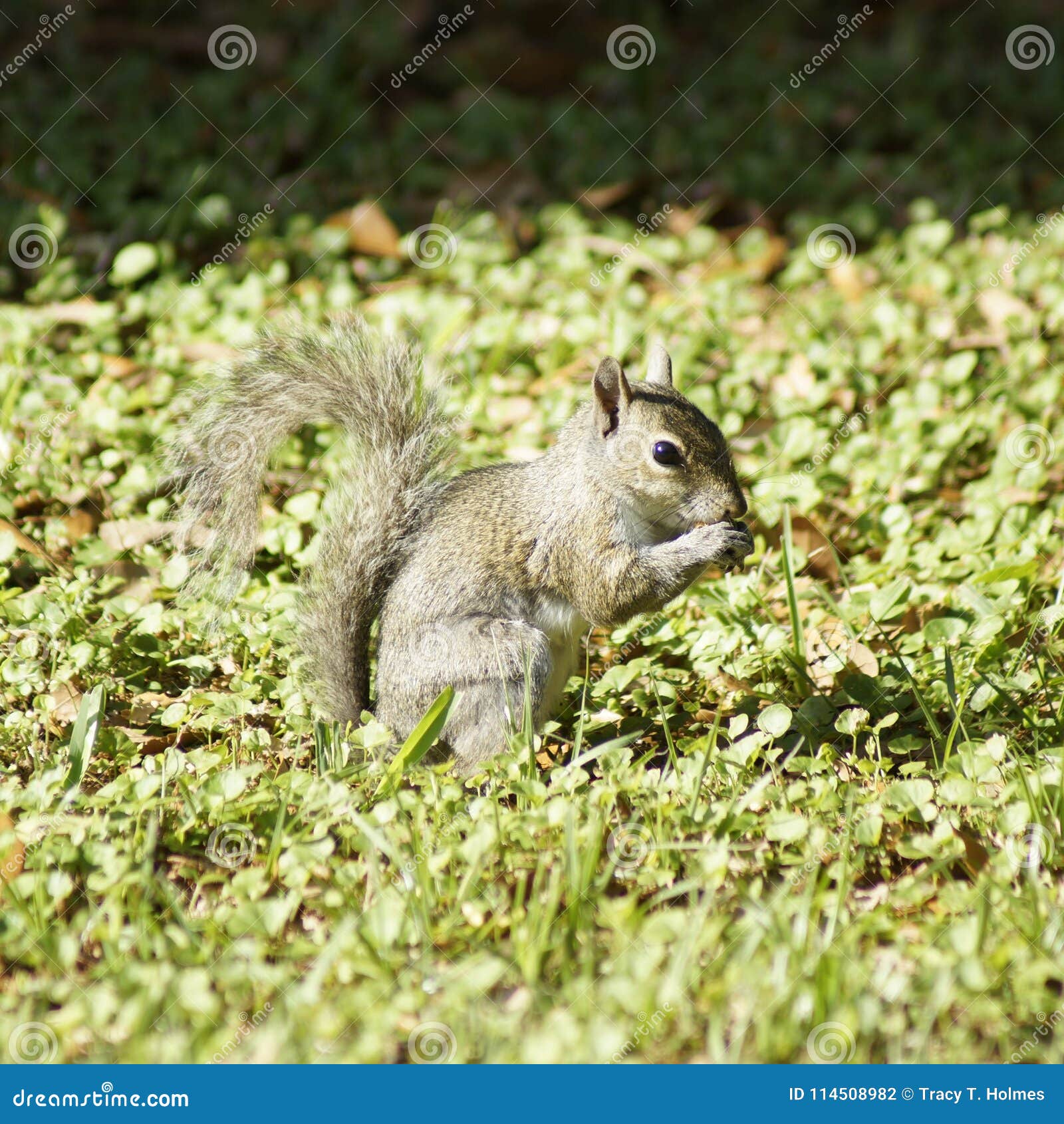 Backyard squirrel. stock photo. Image of foraging, squirrel - 114508982