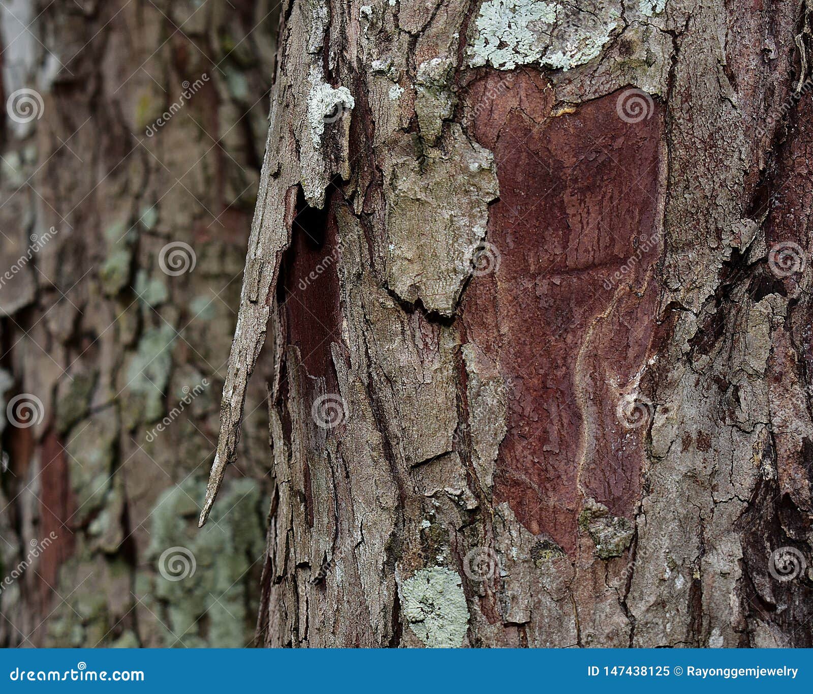 Bark looks beautiful stock image. Image of grown, coast - 147438125