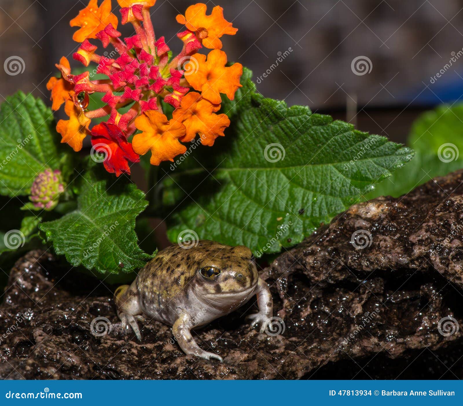Backyard Toad in Flower Garden Stock Photo - Image of environment ...
