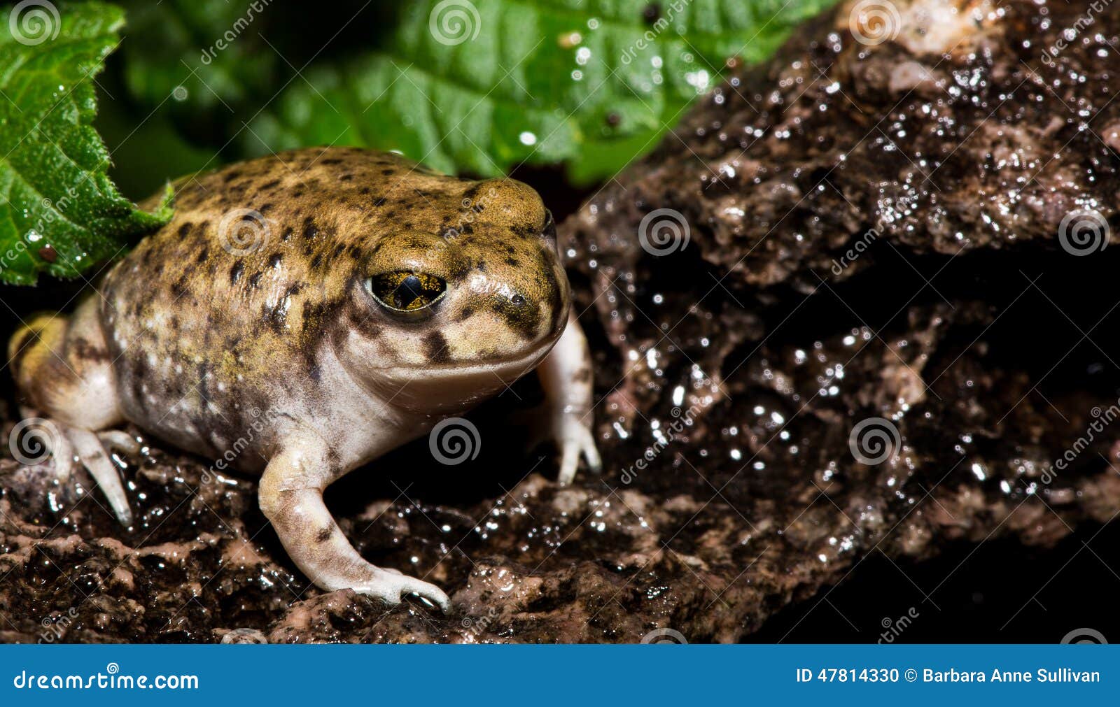 Backyard Toad Standing on a Rock Stock Photo - Image of brown, desert ...