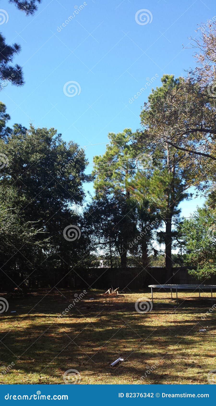 Backyard tree scape stock photo. Image of scape, clear - 82376342