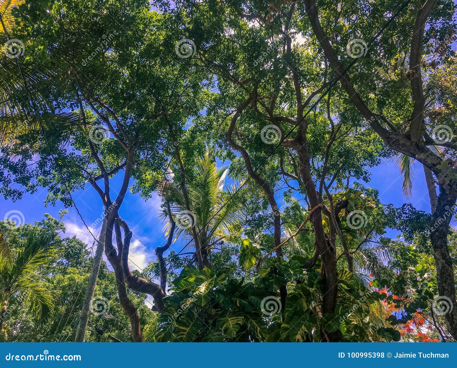 Tropical Trees in the Florida Keys Stock Photo - Image of mangroves ...