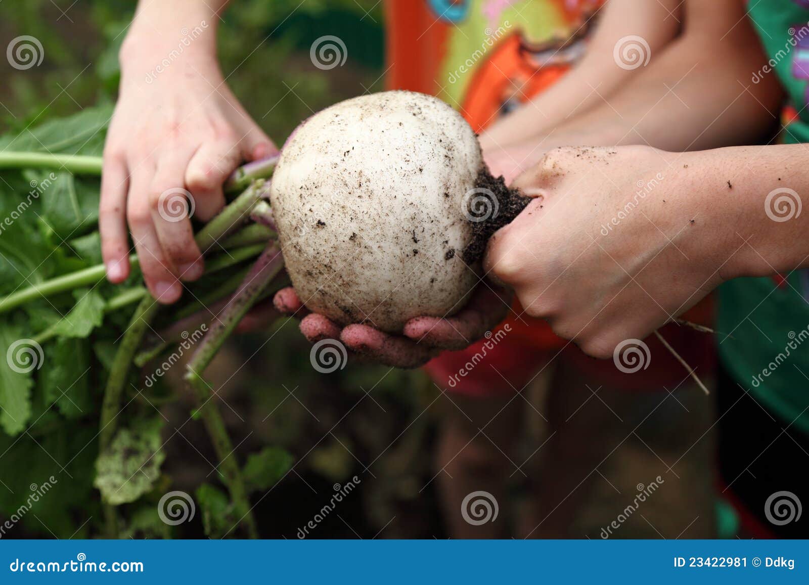 Backyard Vegetable Garden:turnip Stock Image - Image of leisure ...