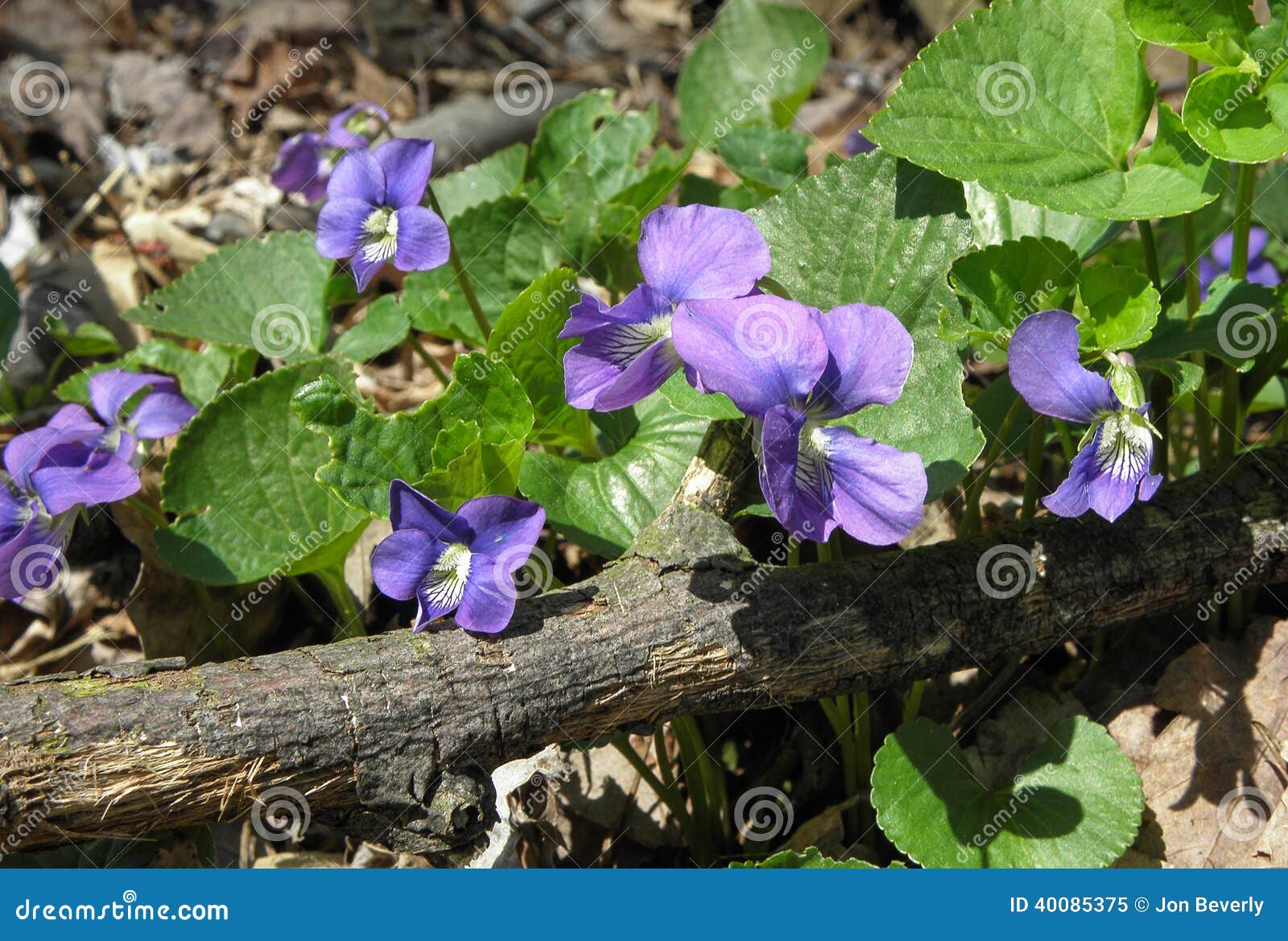 Backyard Violets 1 stock image. Image of flora, ground - 40085375