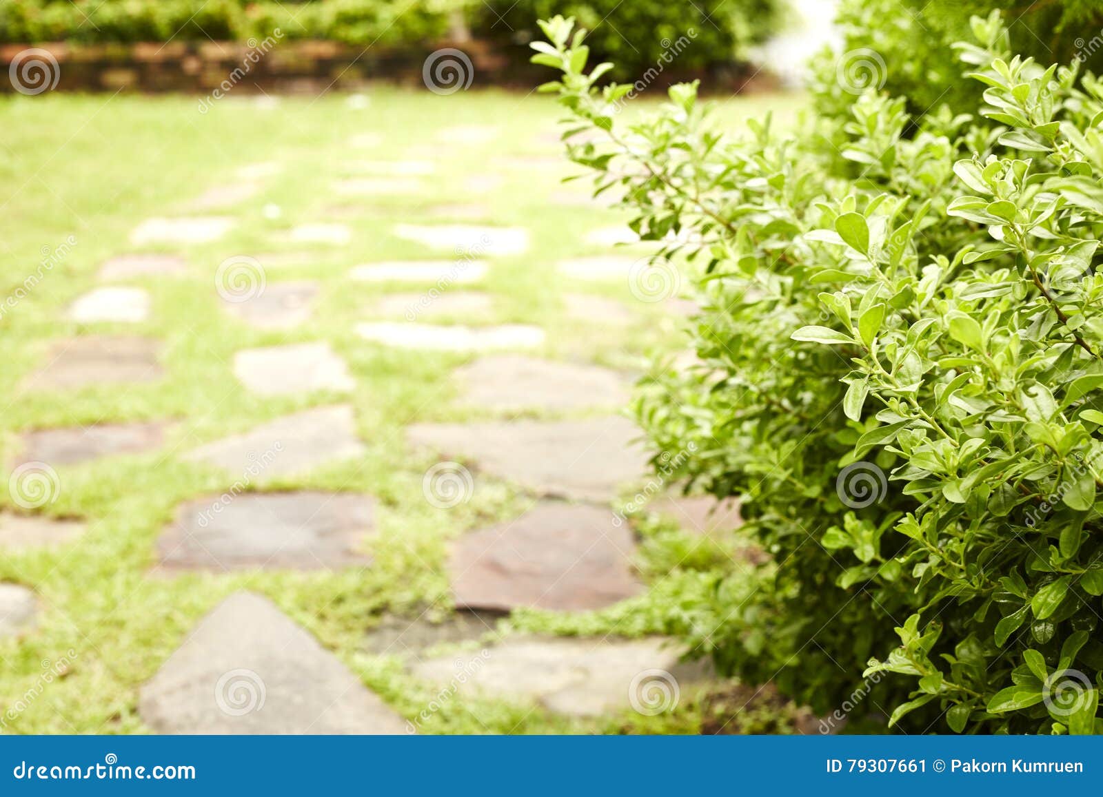 Backyard walkway stock image. Image of renovation, backyard - 79307661
