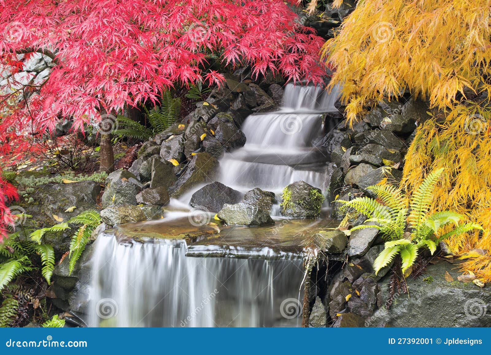 Backyard Waterfall with Japanese Maple Trees Stock Image - Image of ...