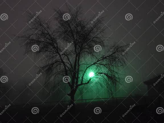 Backyard Autumn Spooky Tree View Stock Image - Image of spooky, autumn ...