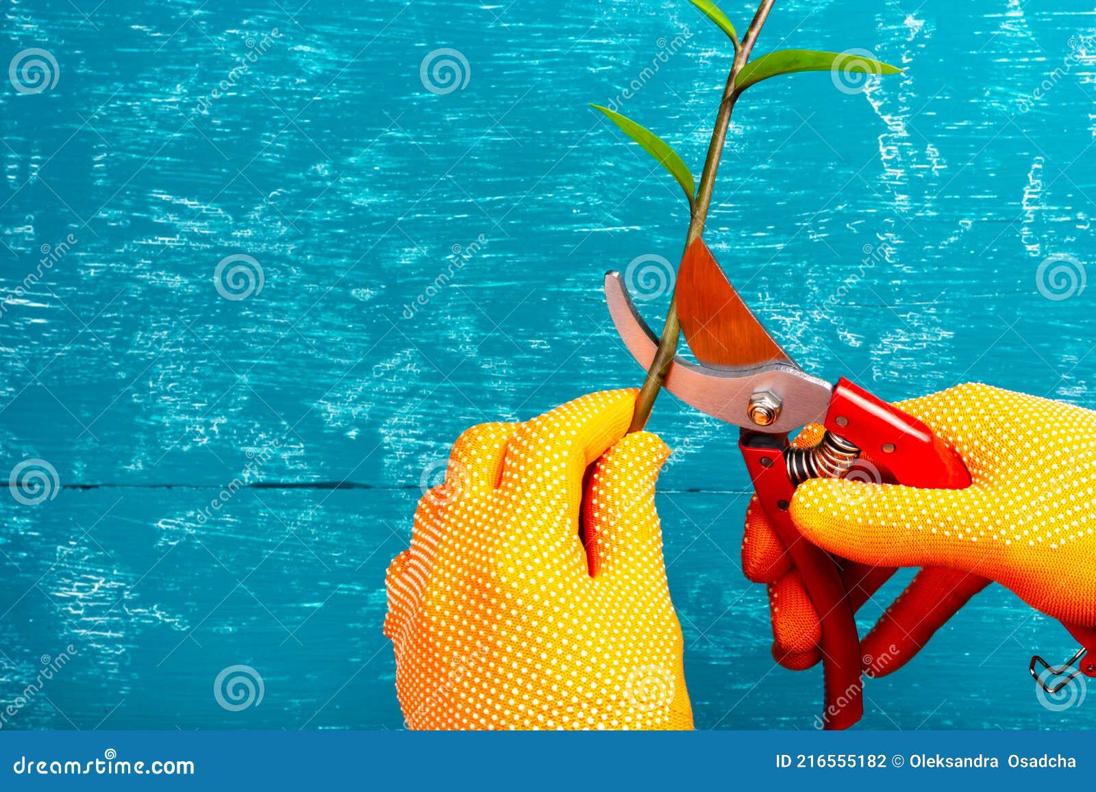 Backyard Work. the Process of Pruning a Seedling. Garden Shears in Hand ...
