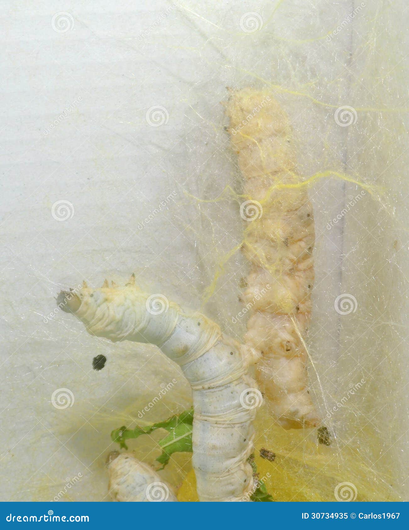 Baco da seta immagine stock. Immagine di grezzo, larva - 30734935