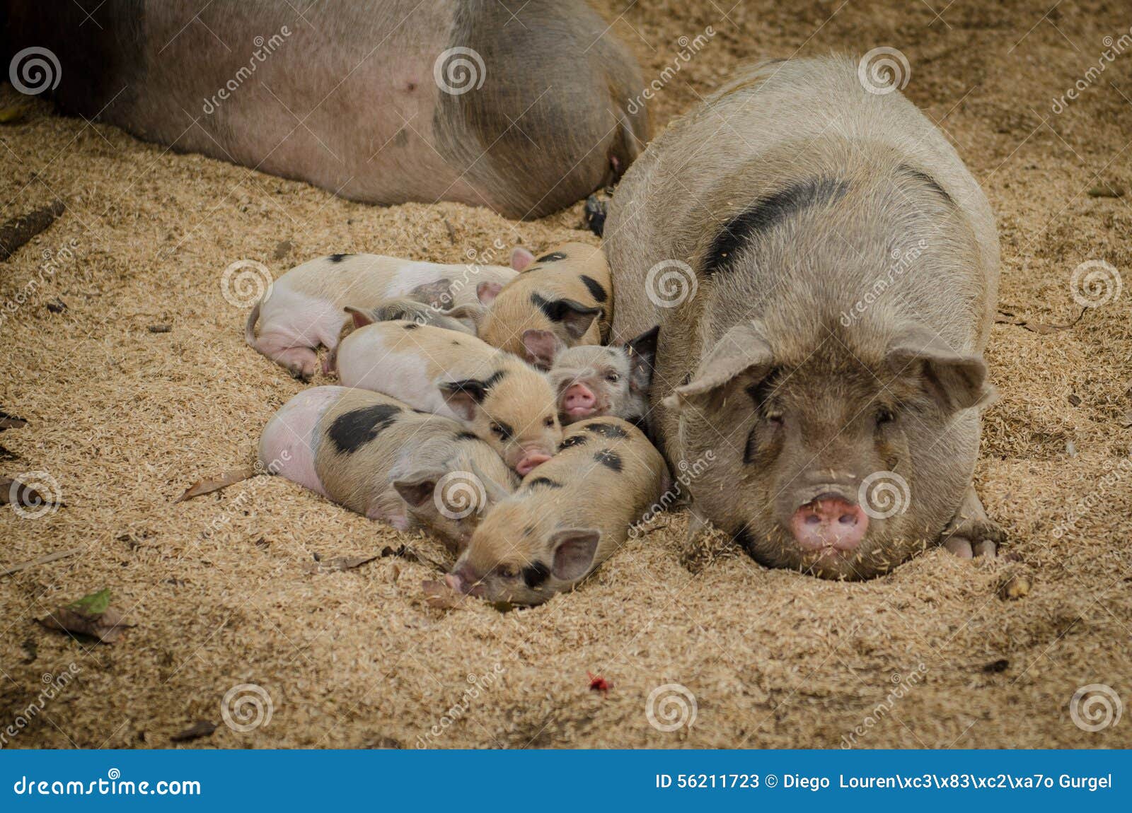 Bacon, piggies stock image. Image of bacon, oinc, farm - 56211723