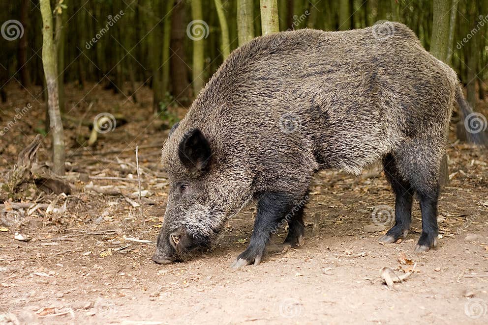 Baconer 3 stock photo. Image of hoof, animals, beard, beast - 7830834