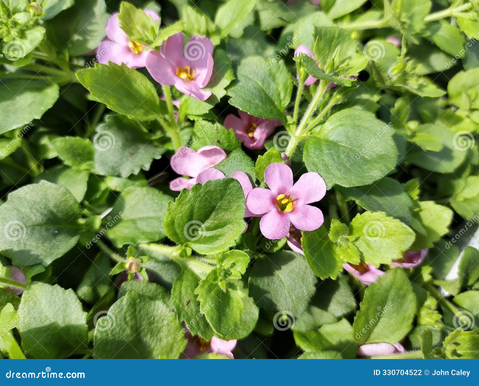 Bacopa Scopia Gulliver Pink Stock Photo - Image of keyword, gulliver ...