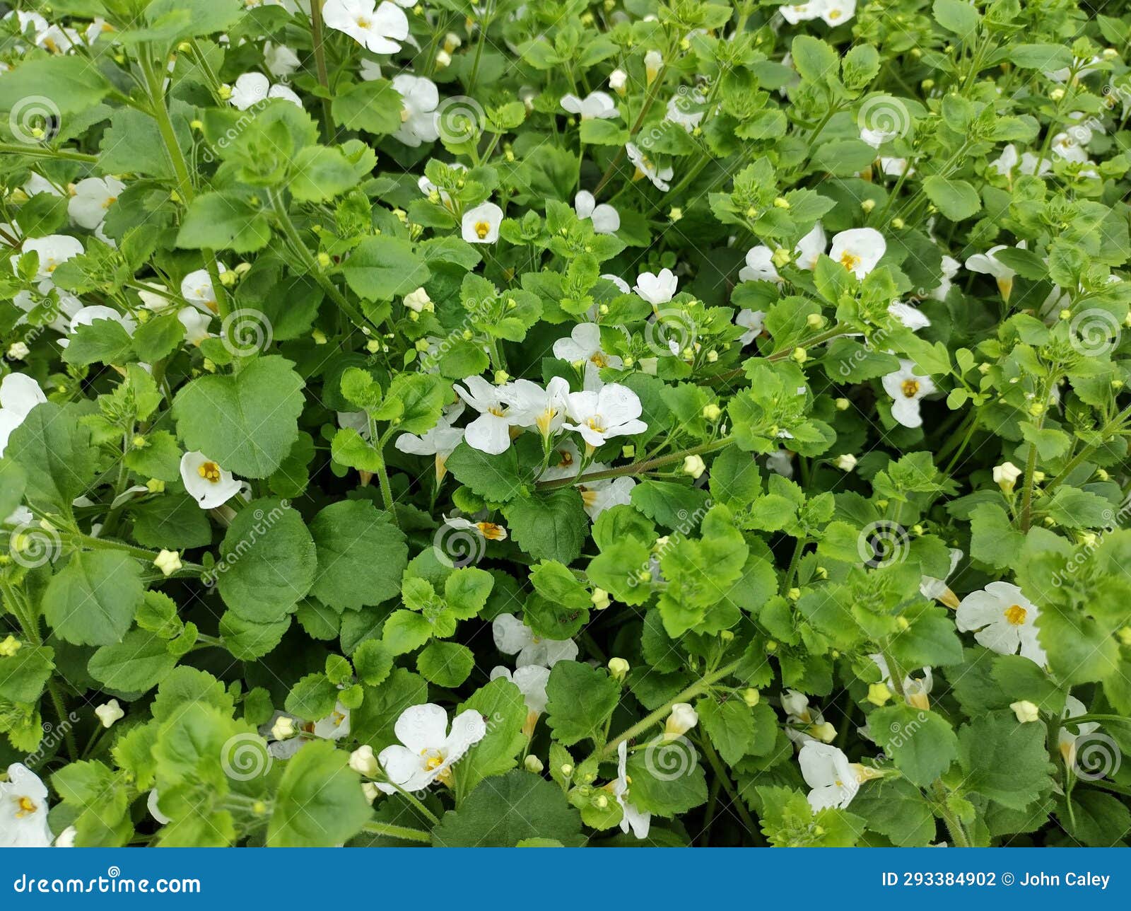 Bacopa Scopia Gulliver White Stock Photo - Image of growth, leaves ...