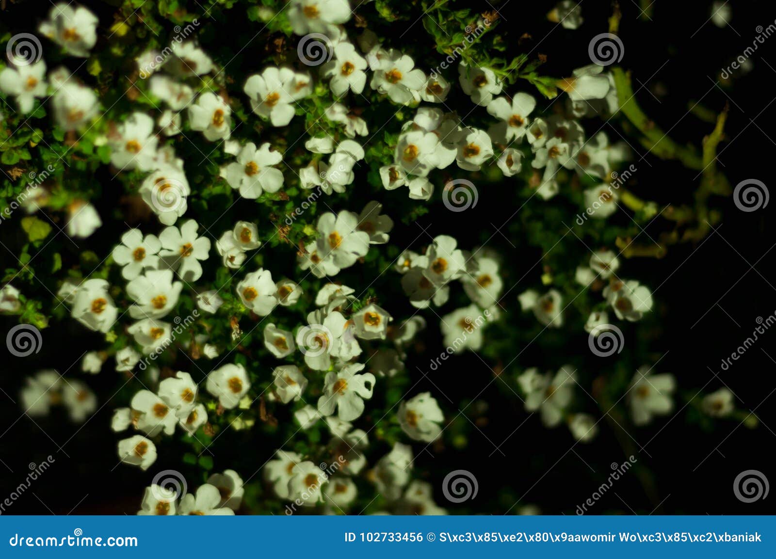 Bacopa white stock photo. Image of flora, white, green - 102733456