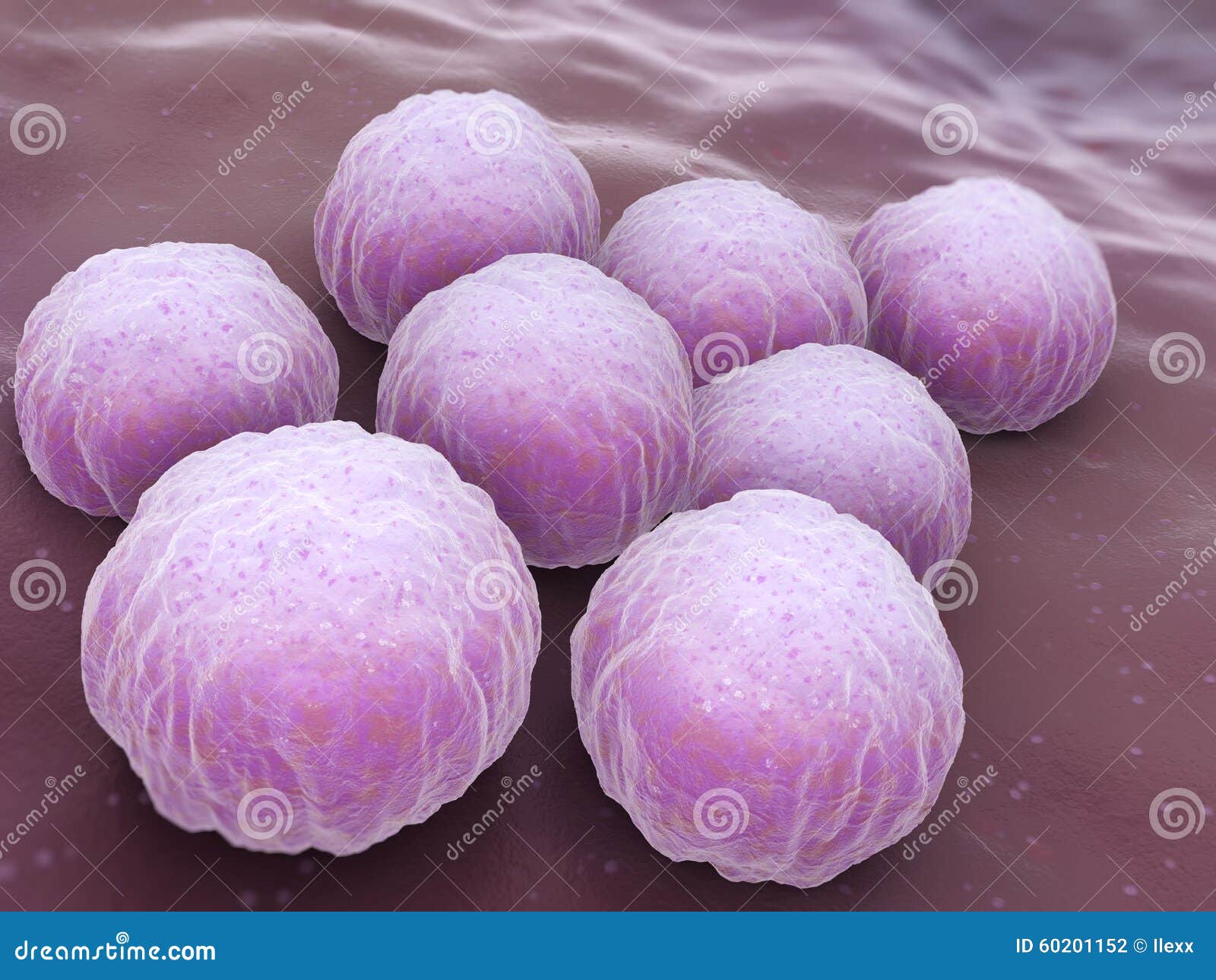 Bactérias da clamídia ilustração stock. Ilustração de macro - 60201152